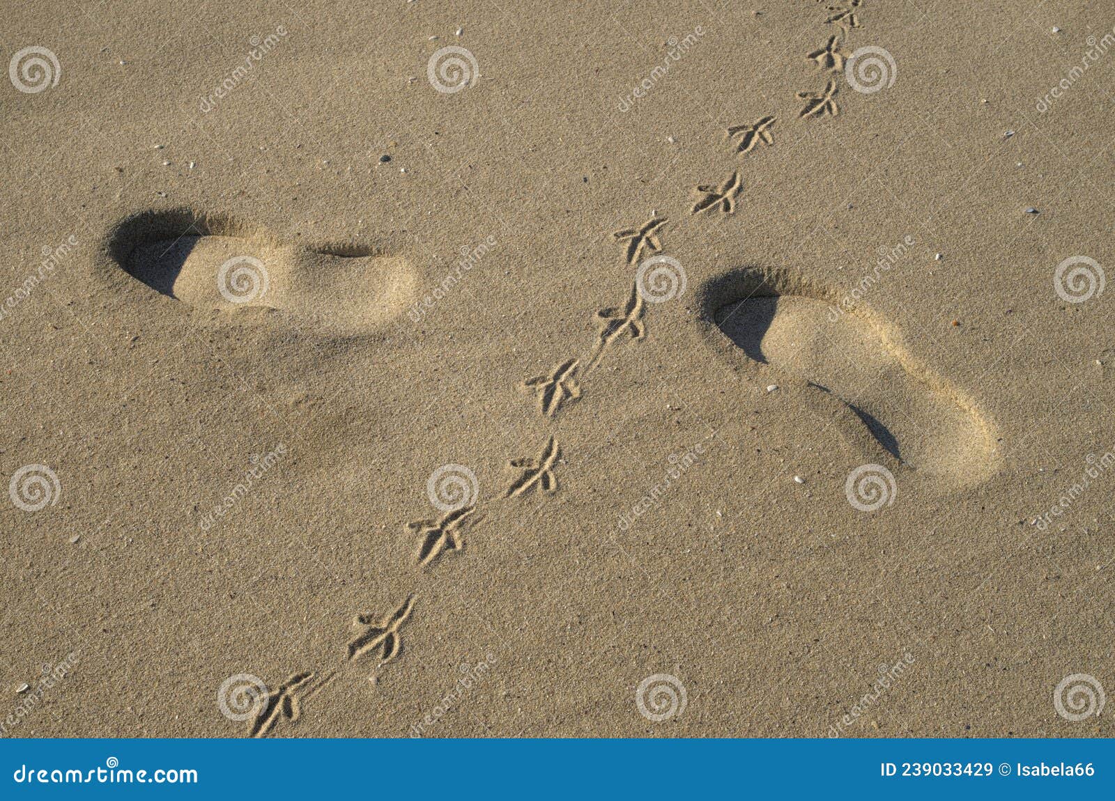Close Up On Footsteps On Sandy Ground In Beautiful Golden Sunset On ...