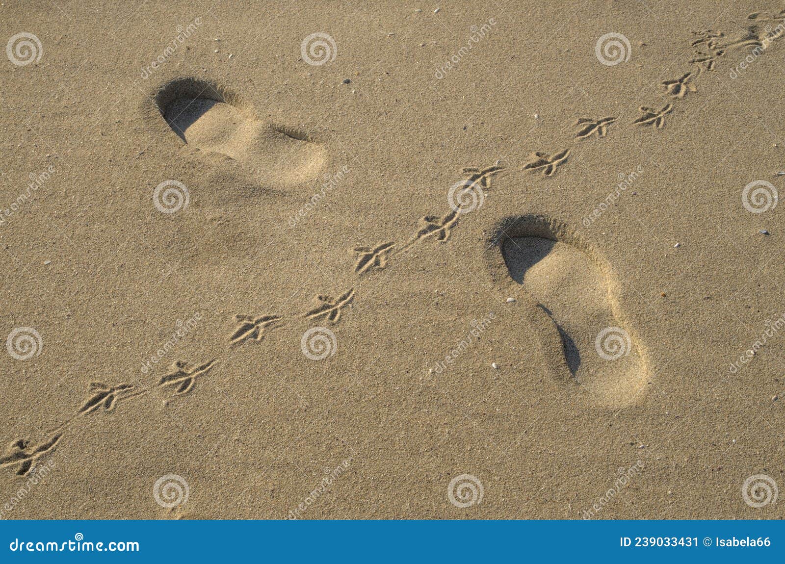 Close Up On Footsteps On Sandy Ground In Beautiful Golden Sunset On ...