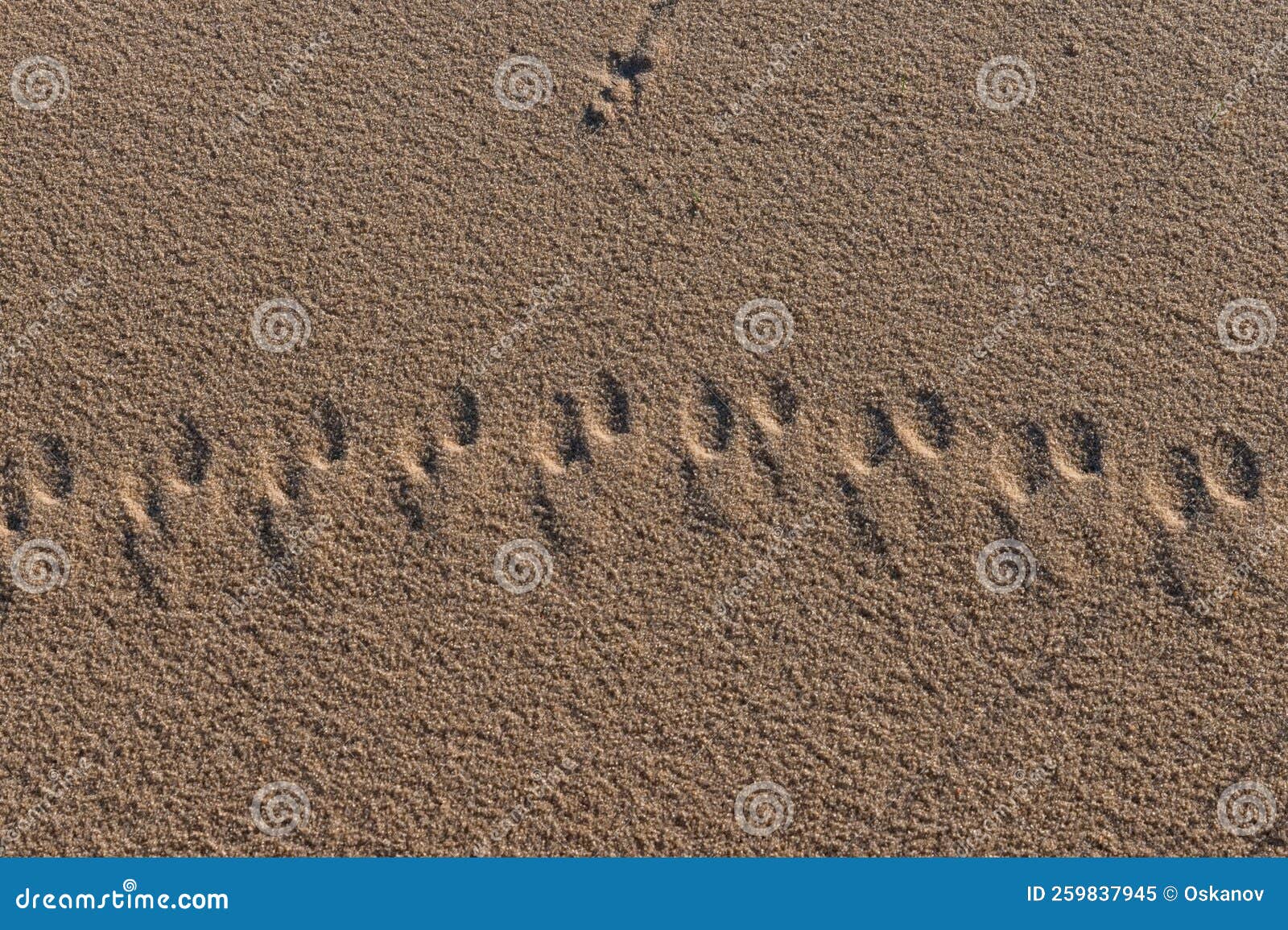 Footprints on the Sand Left by a Camel Stock Image - Image of ...
