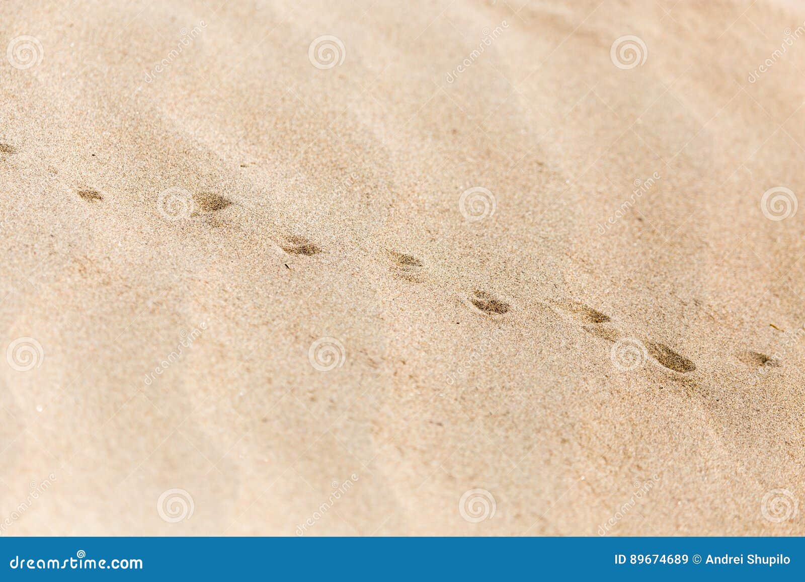 Footprints in the Sand Lizard Stock Image - Image of footprint, animal ...