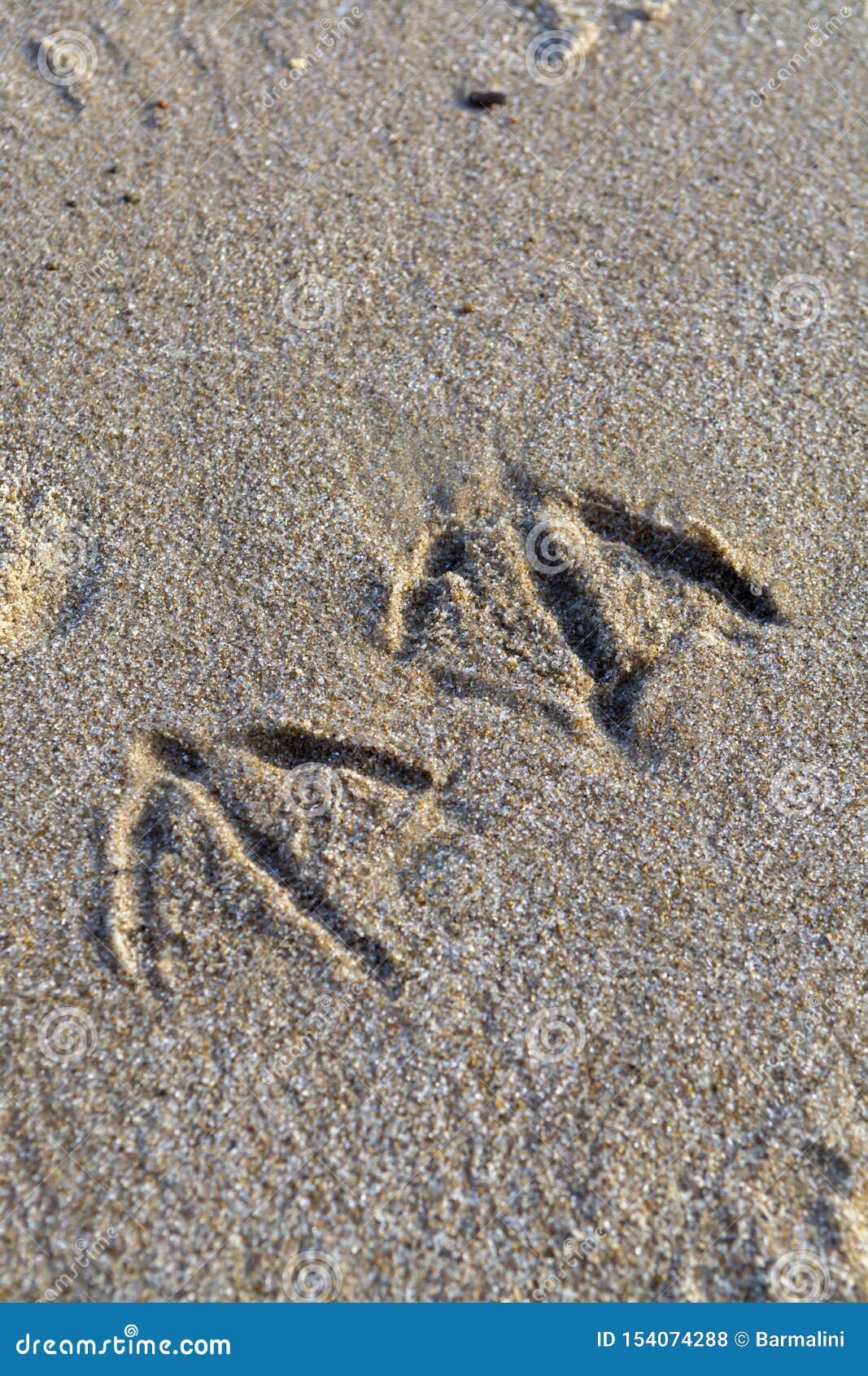 Footprints on Seagull in Sandy Beach Stock Photo - Image of outdoor ...