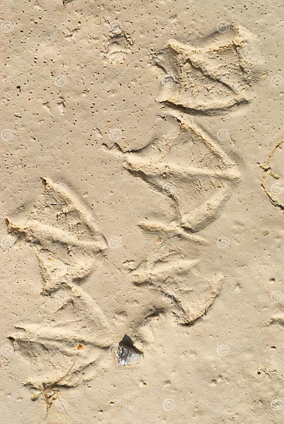Footprints of seagulls stock photo. Image of ripple, footstep - 26305006