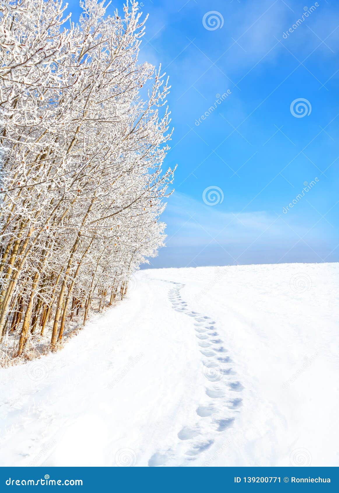 Footprints on Snow Along Snow Covered Tree Lined Path Stock Image ...