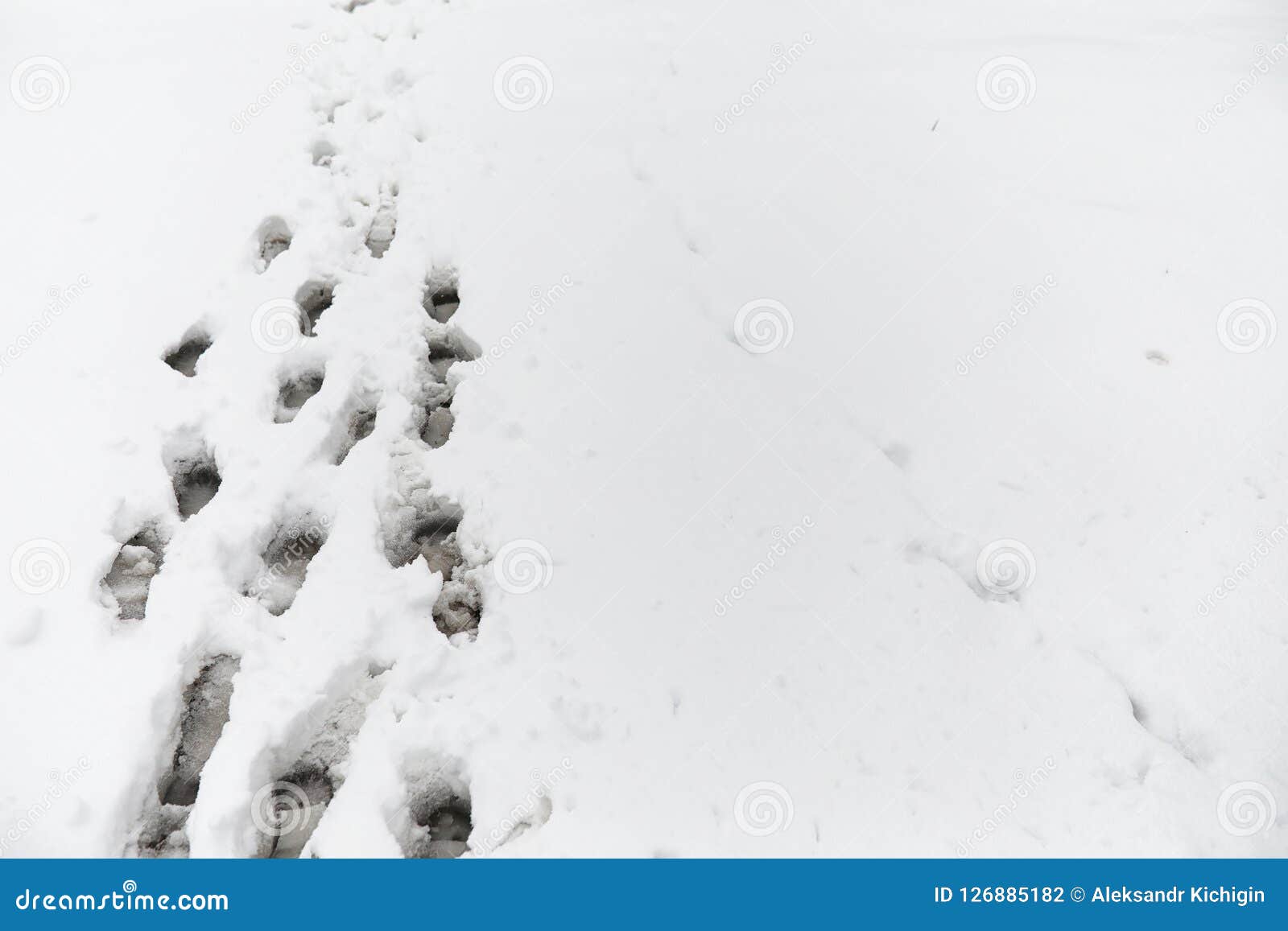 Footprints in the Snow. Footprints on the First Snow Stock Photo ...