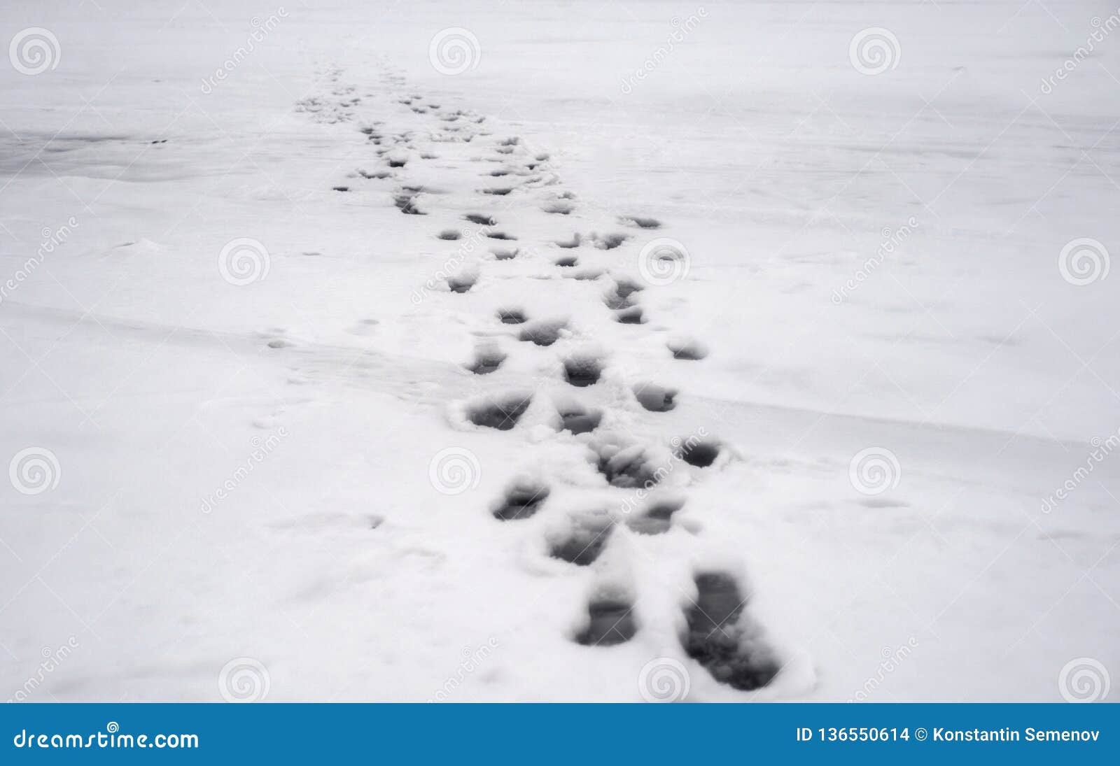 Footprints in the snow stock photo. Image of path, trace - 136550614