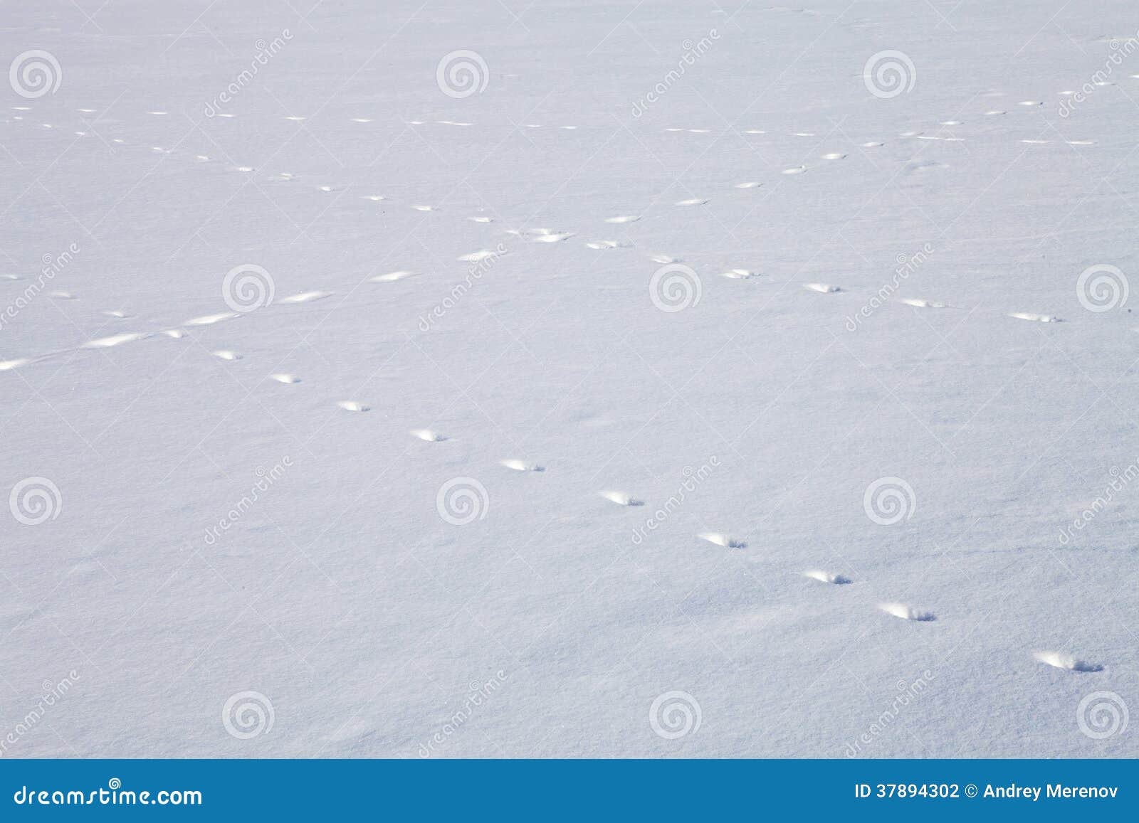 Footprints in the Snow Surface Stock Photo - Image of contrast, texture ...