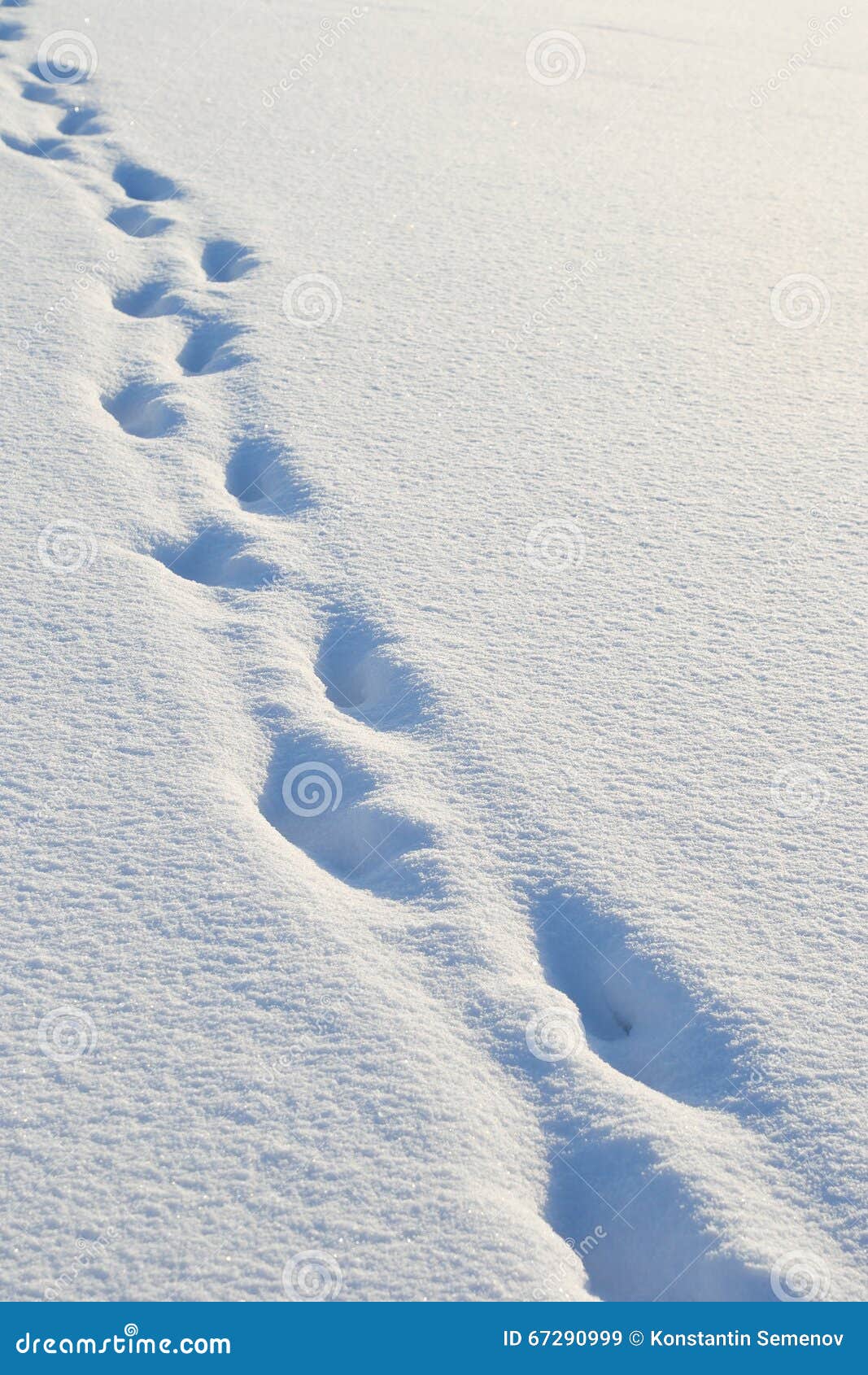 Footprints in the snow. stock image. Image of tracks - 67290999