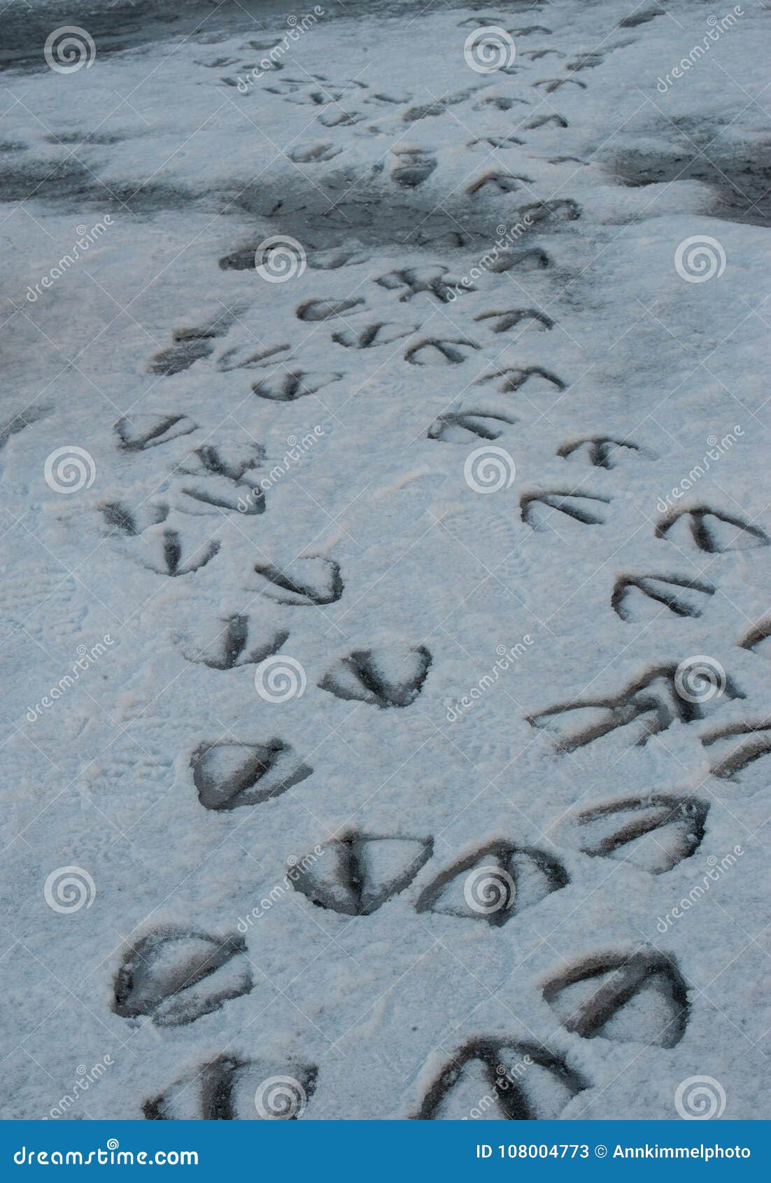 Footprints of Swan on a Fresh Snow Stock Image - Image of japan, human ...