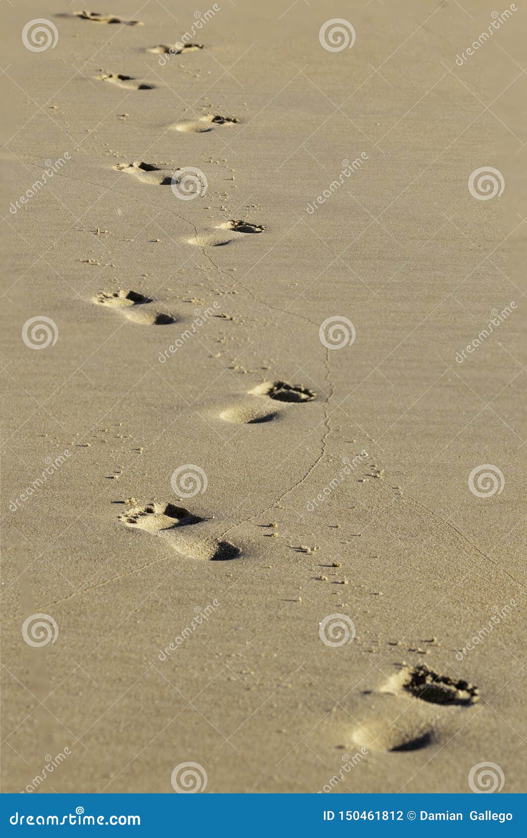 Footprints Trails Leaving in the Distance on the Sand Stock Photo ...