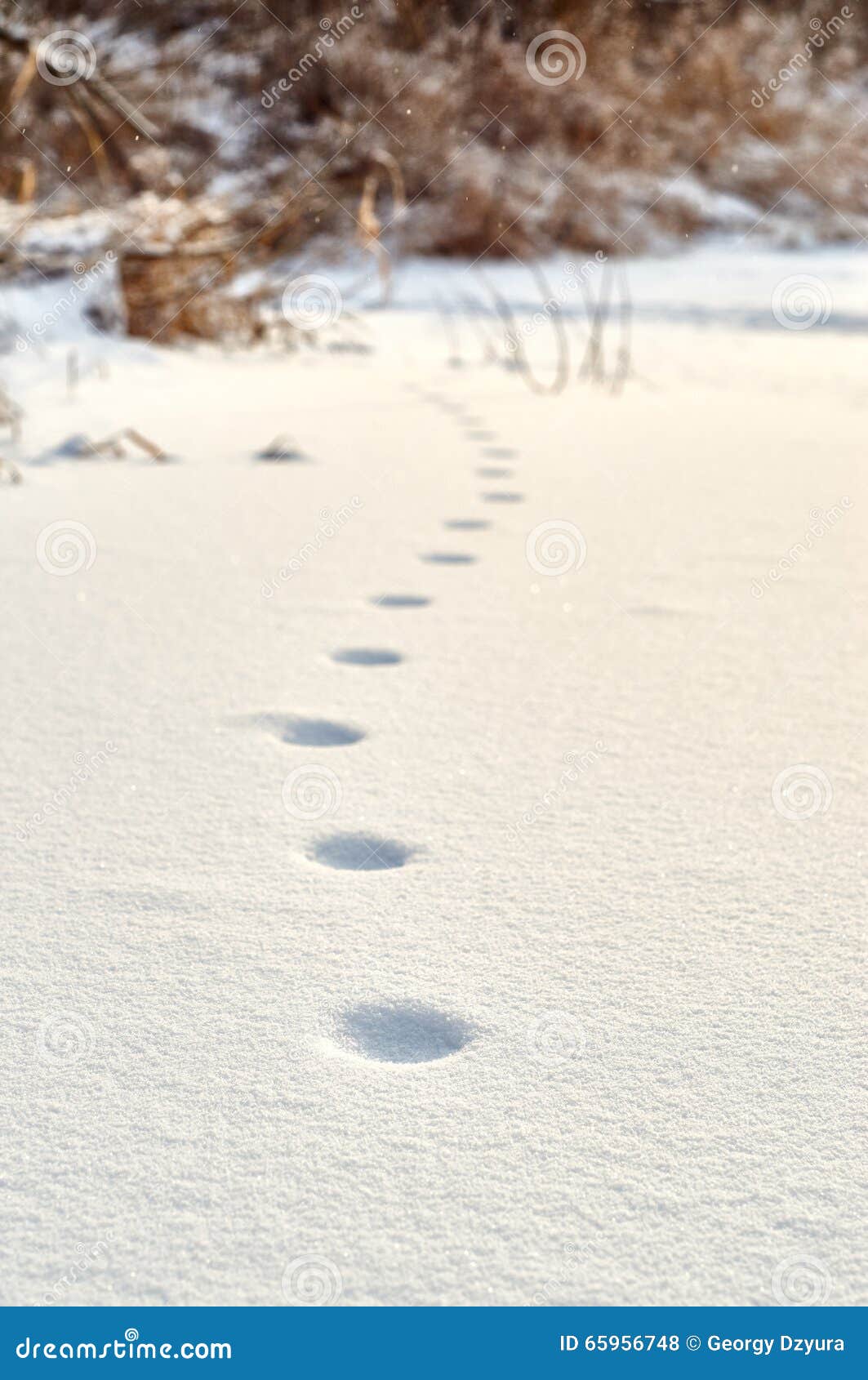 Footprints of Unknown Wild Animal in the Snow Stock Photo - Image of ...