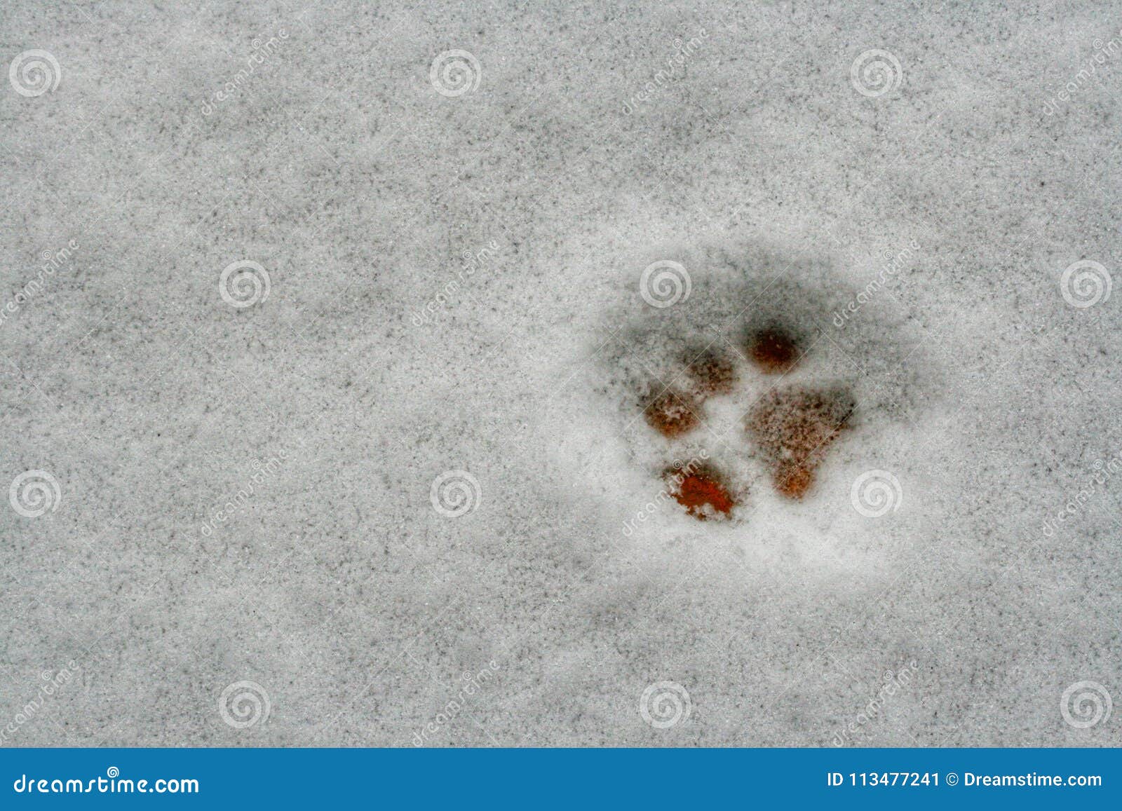 Footstep from a cat stock image. Image of footstep, morning - 113477241