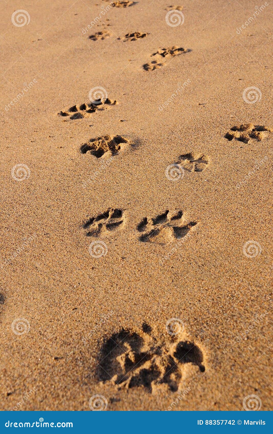 Footstep of the dog stock photo. Image of human, prints - 88357742