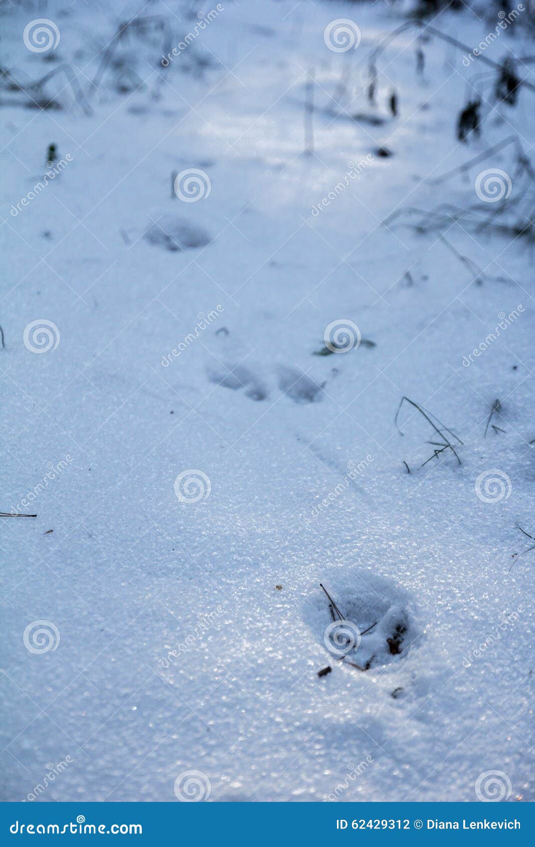 Footstep on the snow stock photo. Image of plants, risk - 62429312