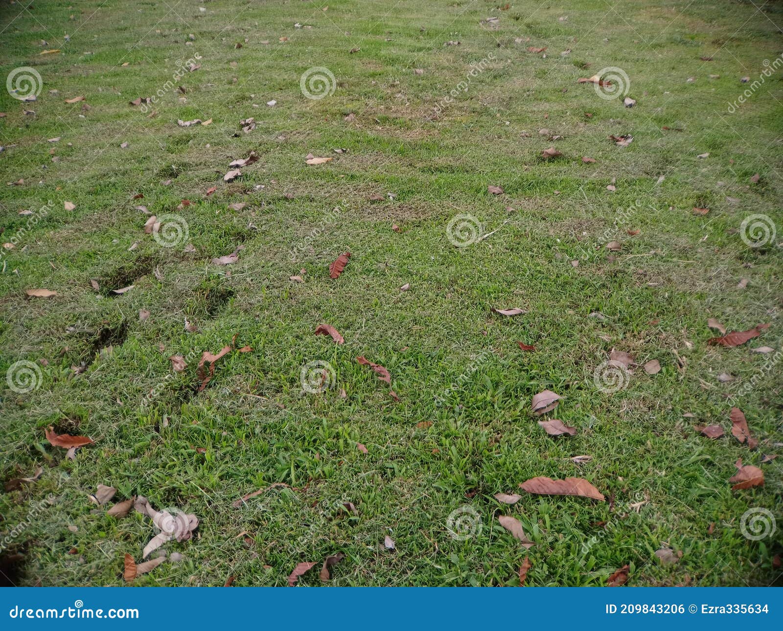 Footstep in Soft Pillowy Grass with Try that Lives Around Summer Autumn ...