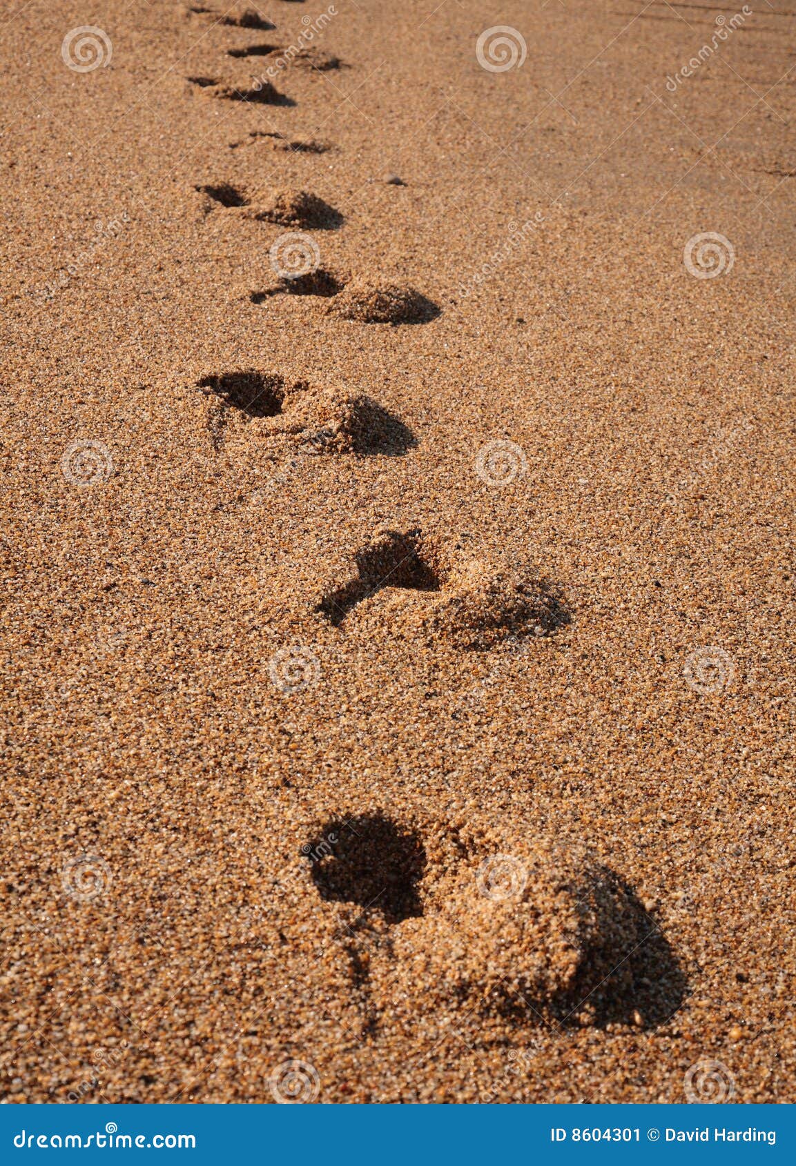 Footsteps stock image. Image of vacation, relaxed, sand - 8604301