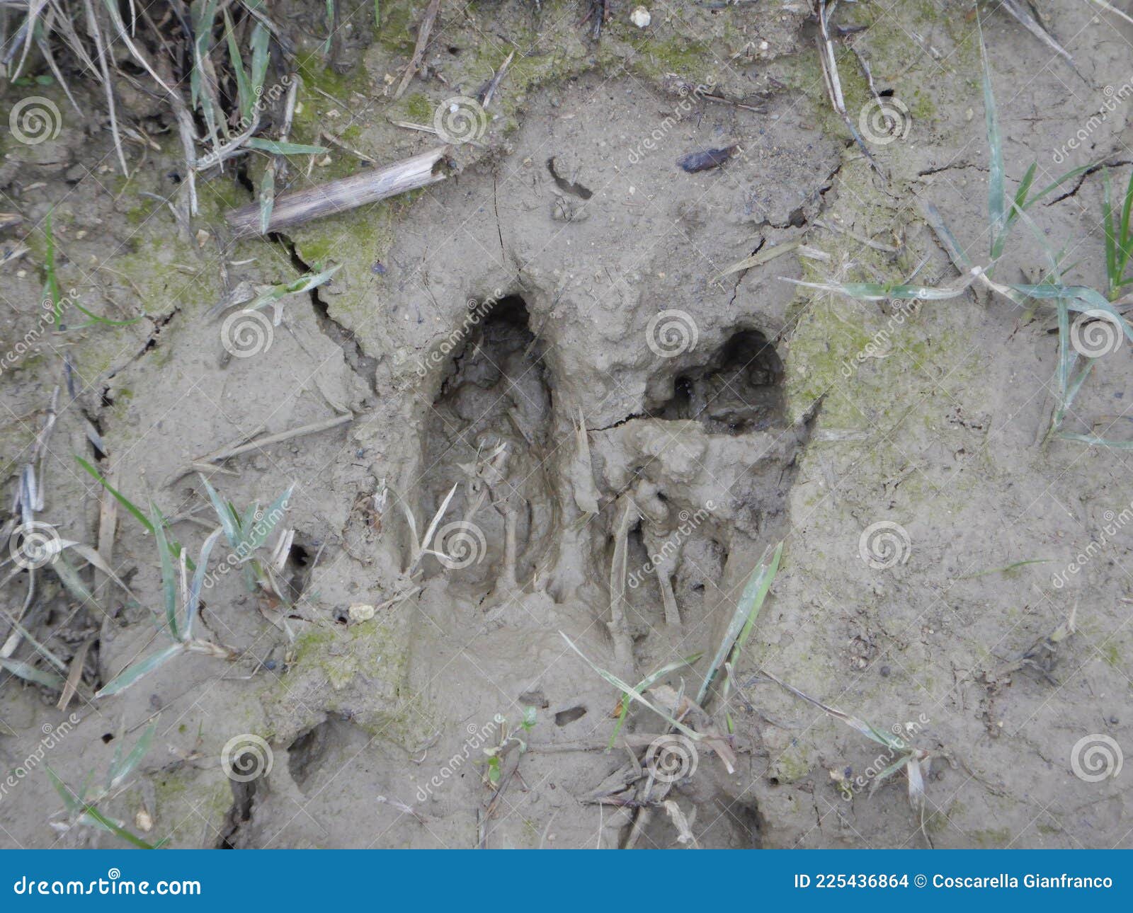The Footsteps of the Boars Legs Stock Photo - Image of footprints ...