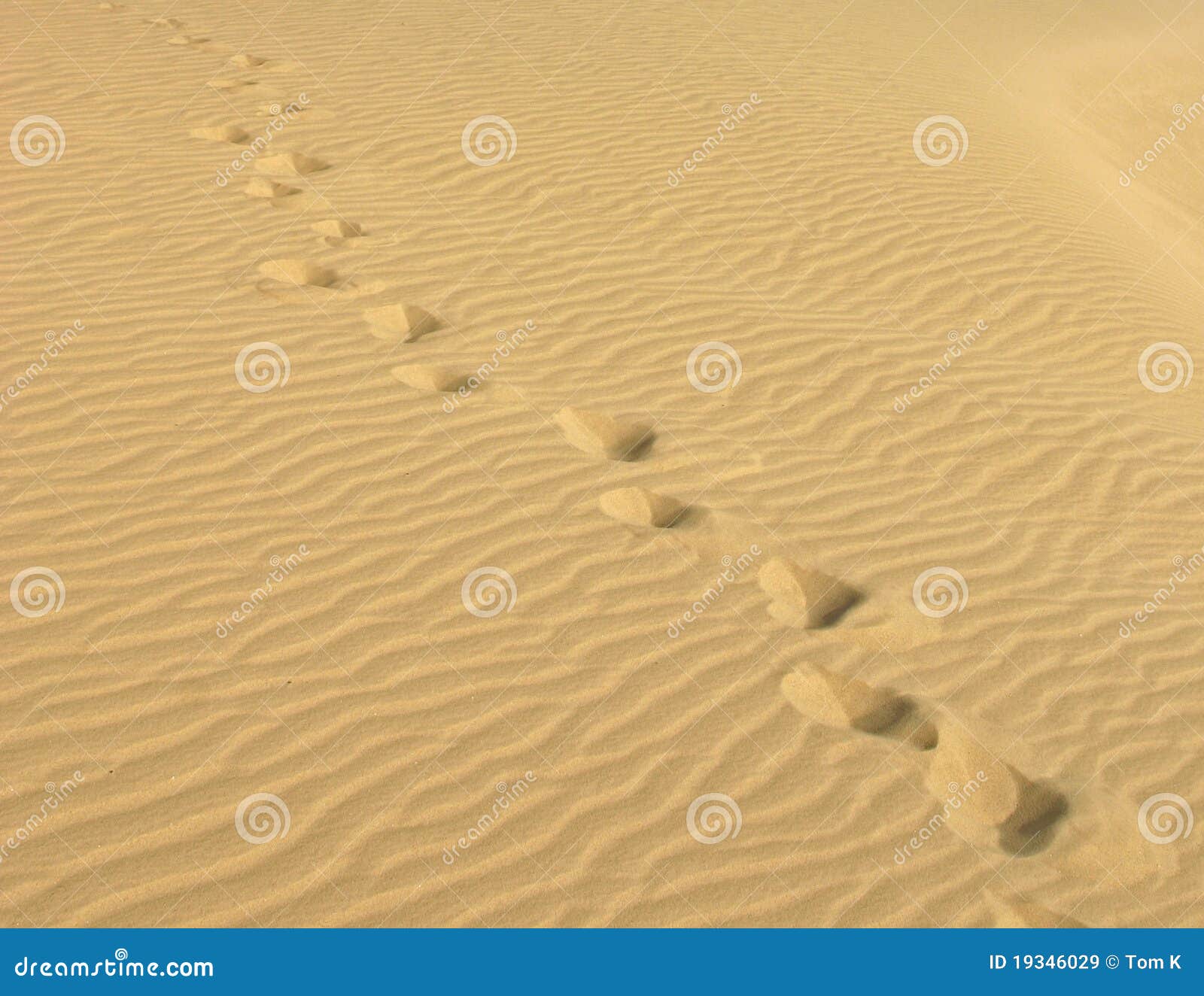 Footsteps In Desert Picture. Image: 19346029