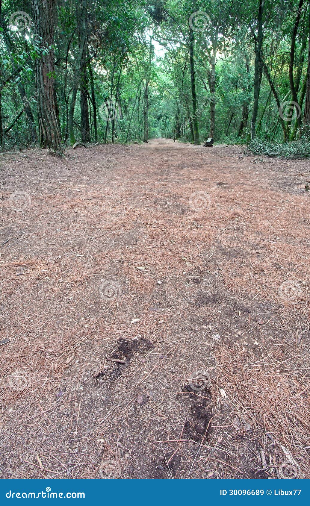Footsteps on Forest Walking Path Stock Image - Image of plants ...