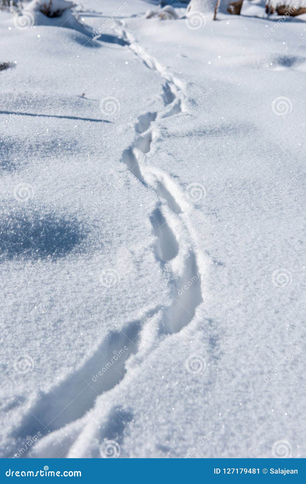 Footsteps on the Fresh Snow Stock Image - Image of holiday, season ...