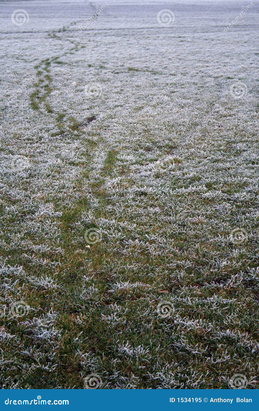 Footsteps in frosty grass stock image. Image of chill - 1534195