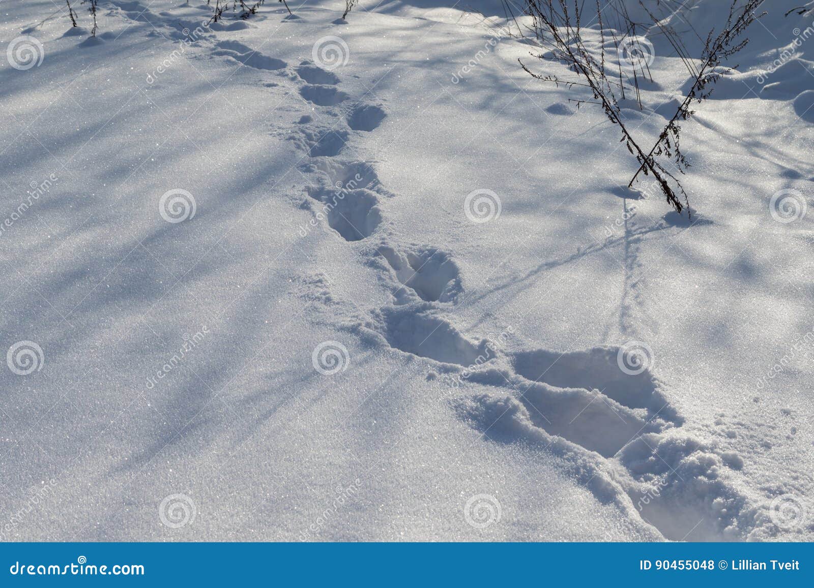Footsteps, Human Tracks in the Snow Stock Photo - Image of frontier ...
