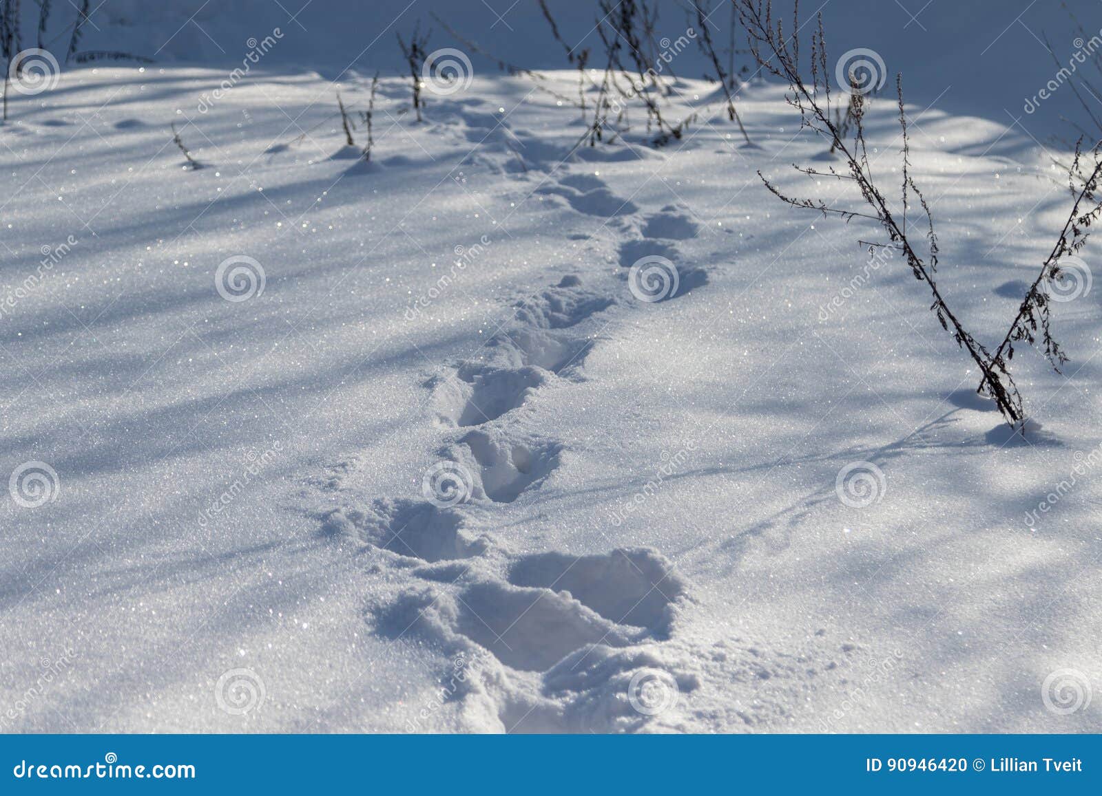 Footsteps, Human Tracks in the Snow Stock Photo - Image of drifted ...