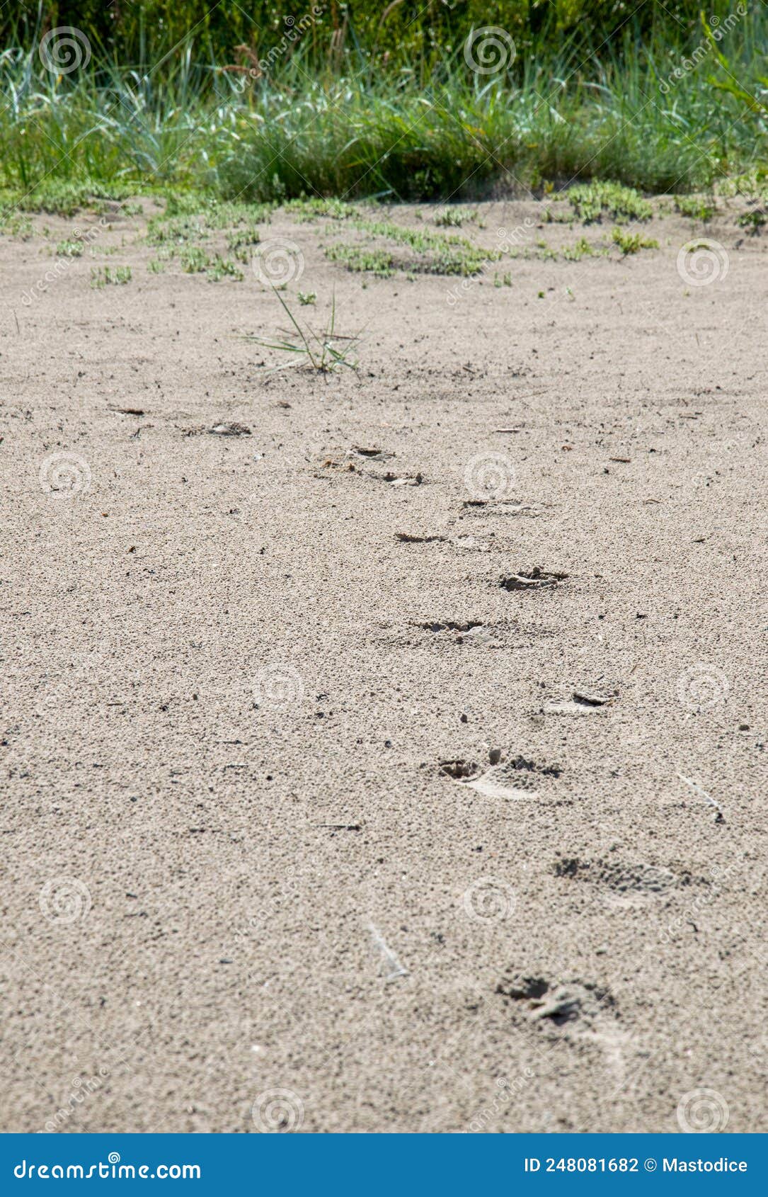 Footsteps Left on Sand Leading To Green Grass. Stock Photo - Image of ...