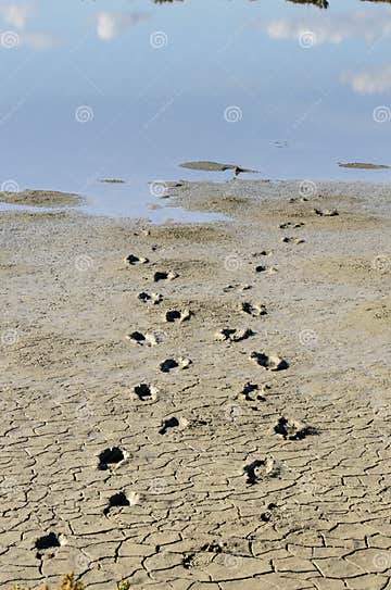 Footsteps mud stock photo. Image of footsteps, print - 34903166