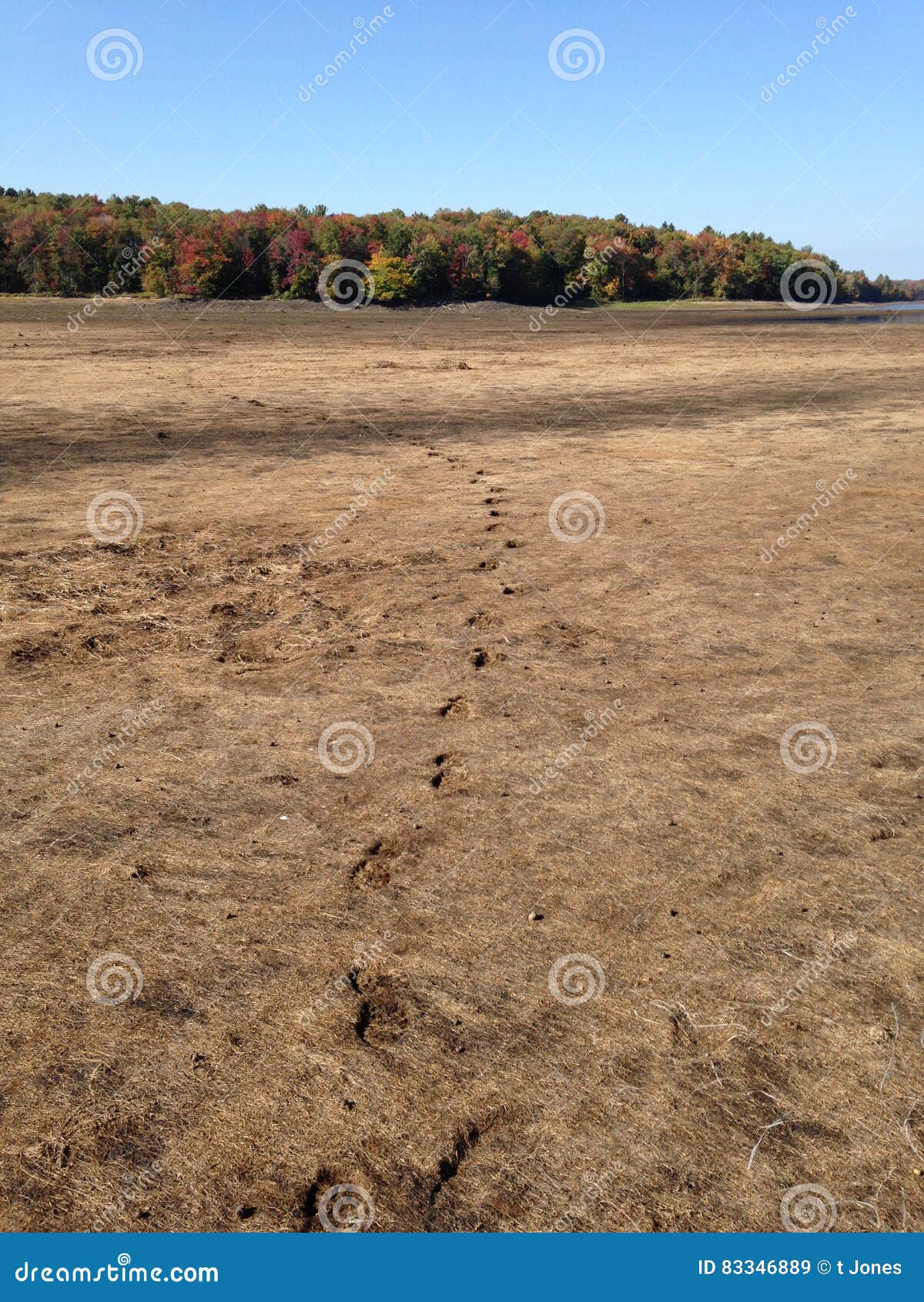 Footsteps stock image. Image of footsteps, drought, water - 83346889