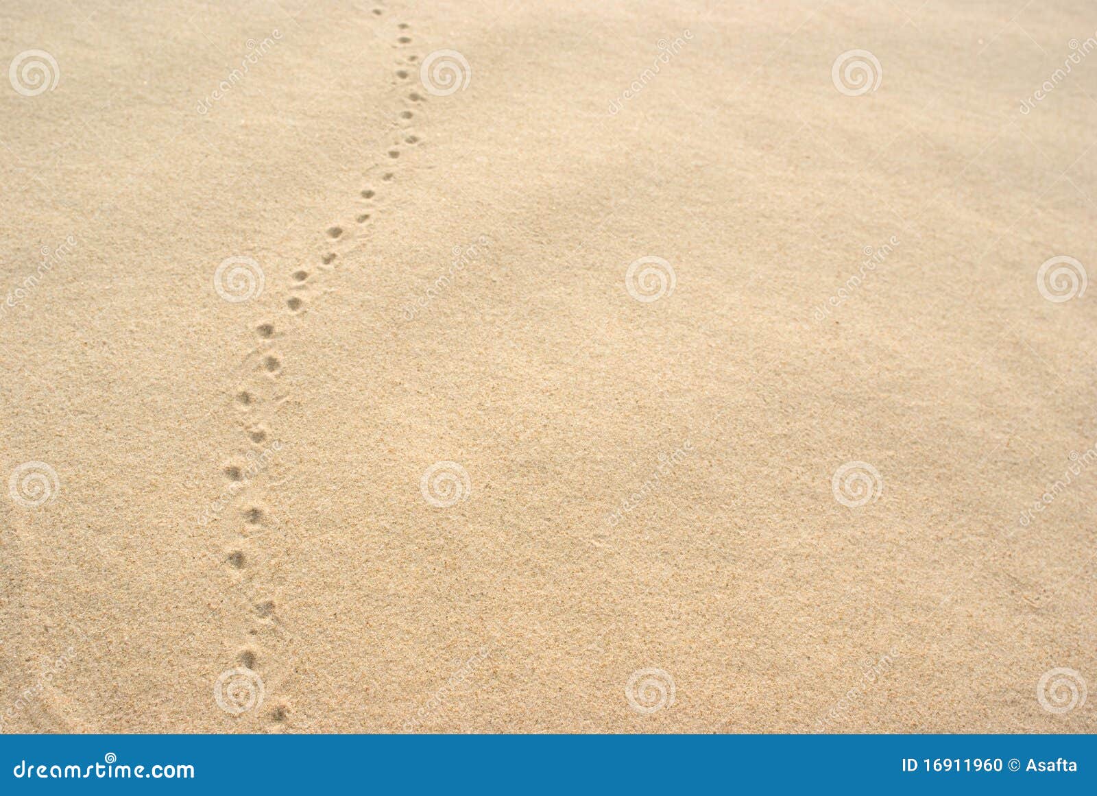 Footsteps in the sand stock photo. Image of print, pattern - 16911960