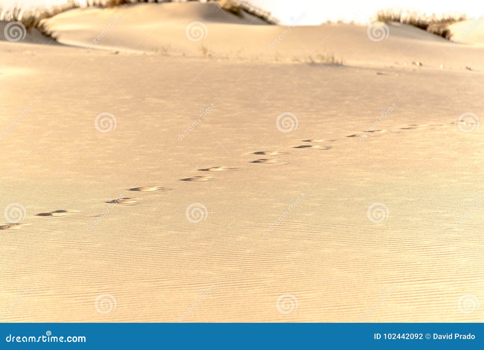 Footsteps on the Sand in a Desert Dunes Stock Photo - Image of dune ...