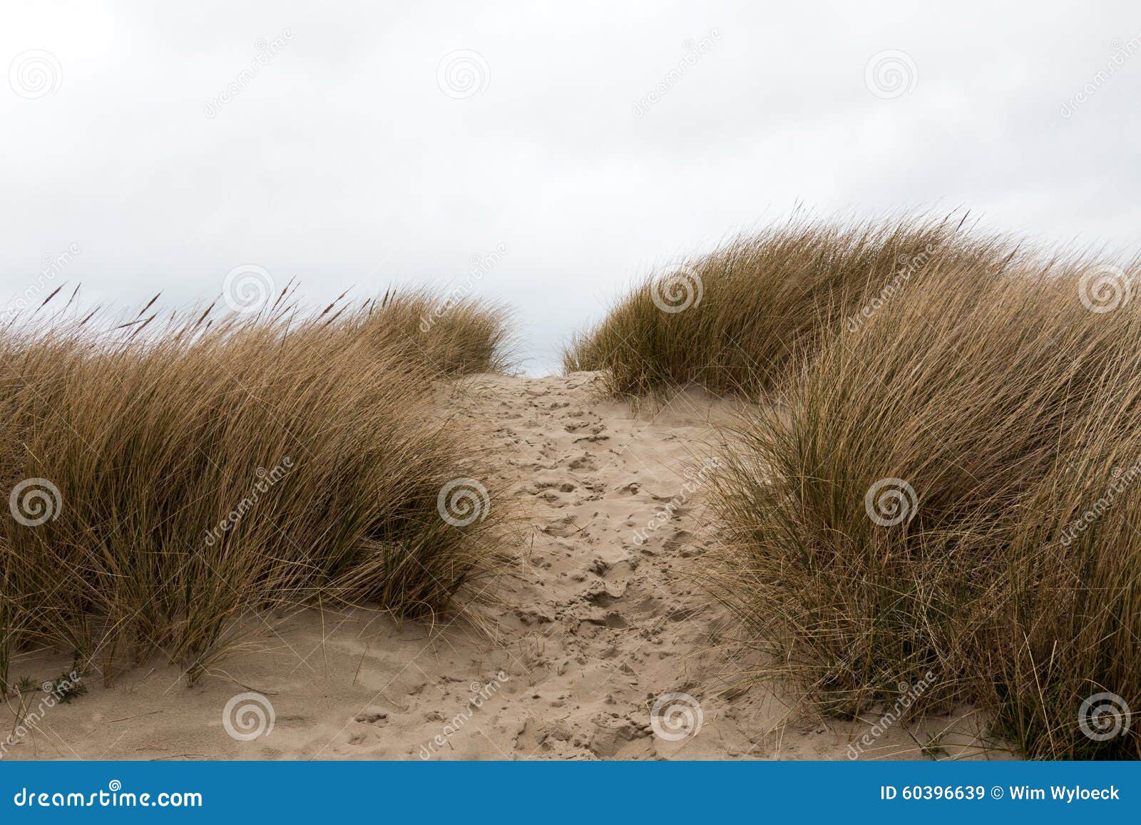 Footsteps in the Sand in between Sandy Grass Dunes Stock Image - Image ...