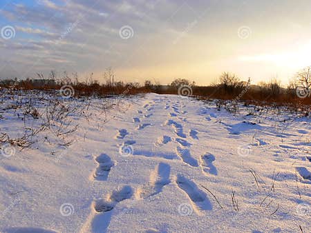 Footsteps in the snow stock photo. Image of stamping, footmark - 1176422