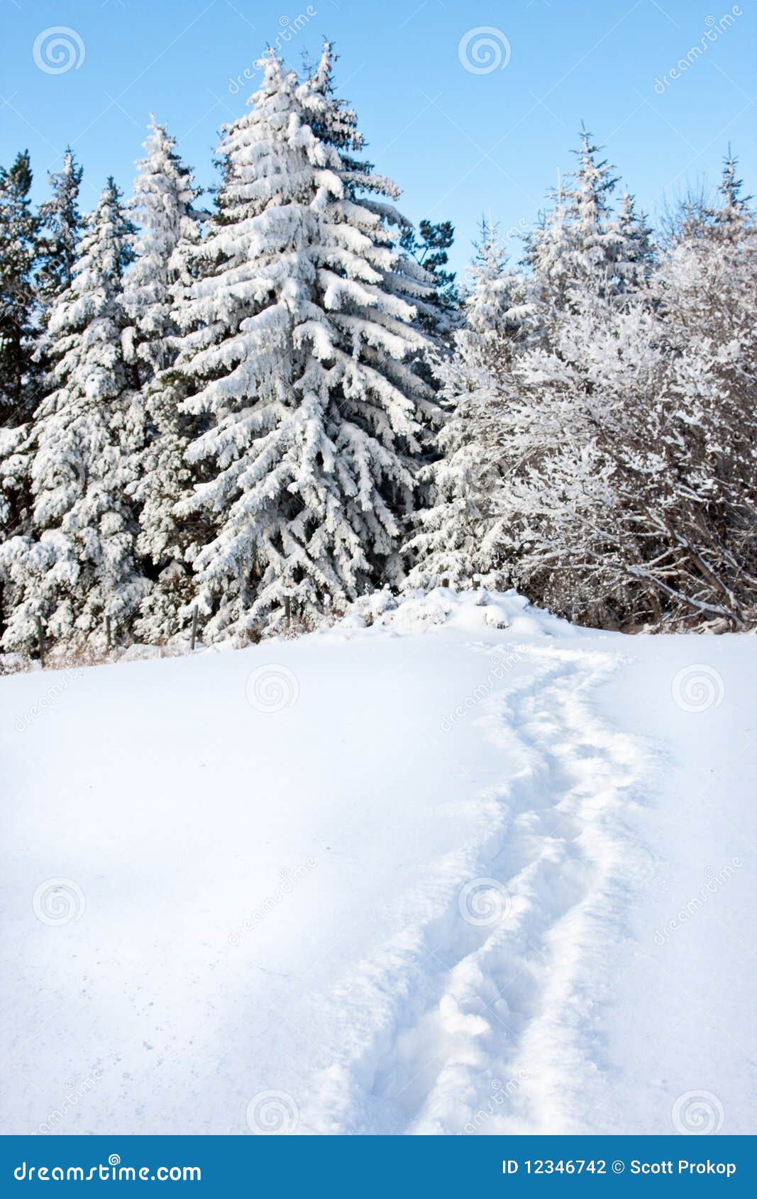 Footsteps in the Snow stock photo. Image of white, outdoor - 12346742