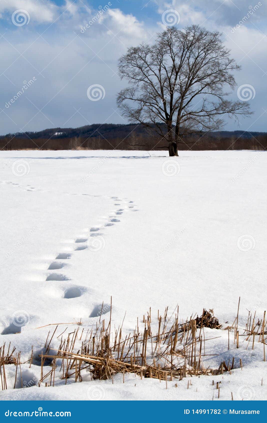 Footsteps in snow stock photo. Image of effect, frame - 14991782