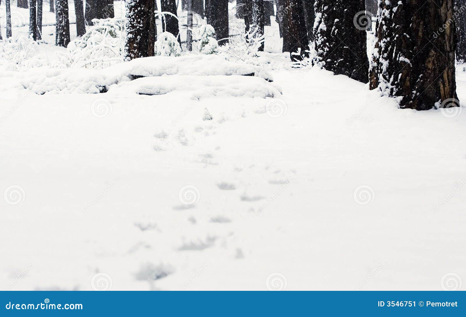Footsteps on Snow stock image. Image of escape, tree, curve - 3546751