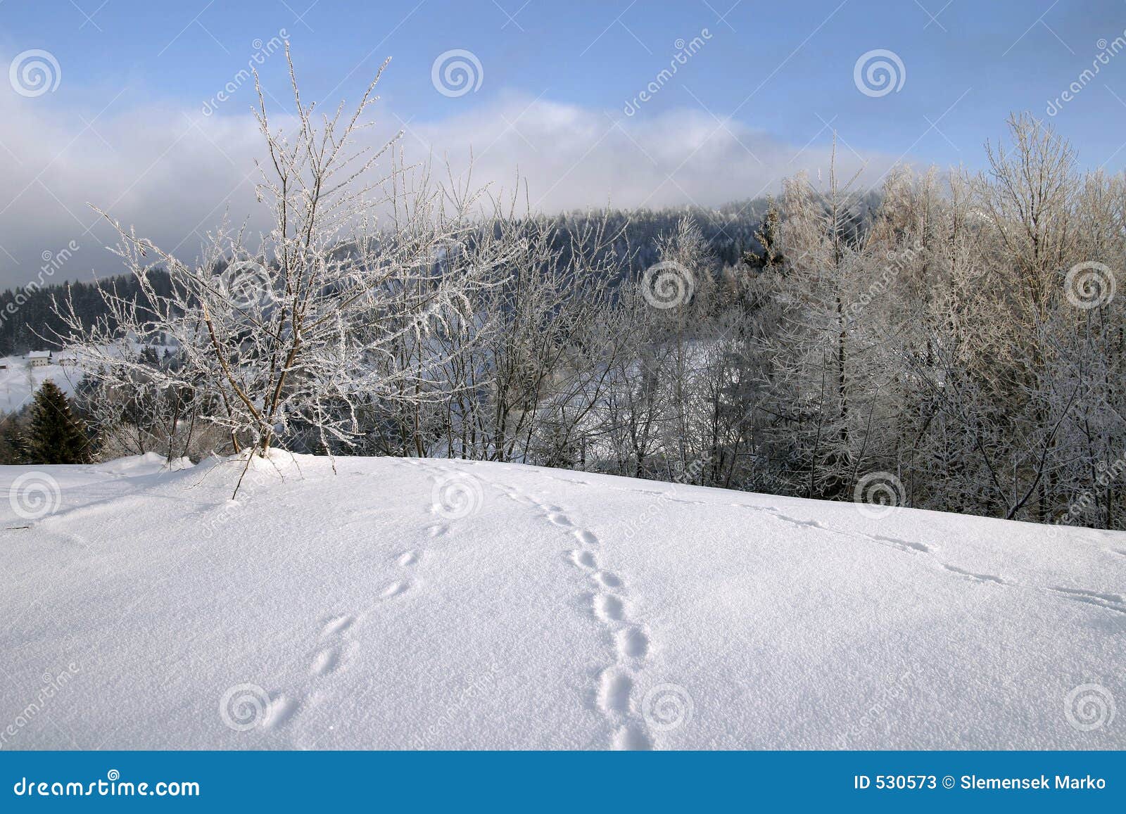 Footsteps in snow stock image. Image of country, bush, nature - 530573