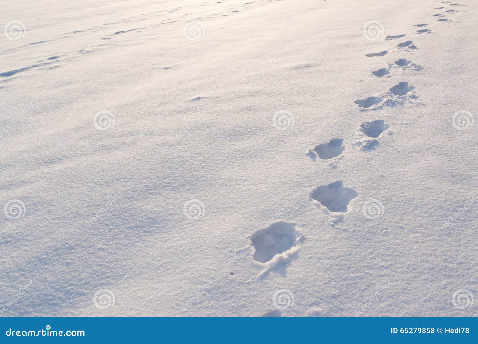 Footsteps in snow stock photo. Image of frozen, sunny - 65279858