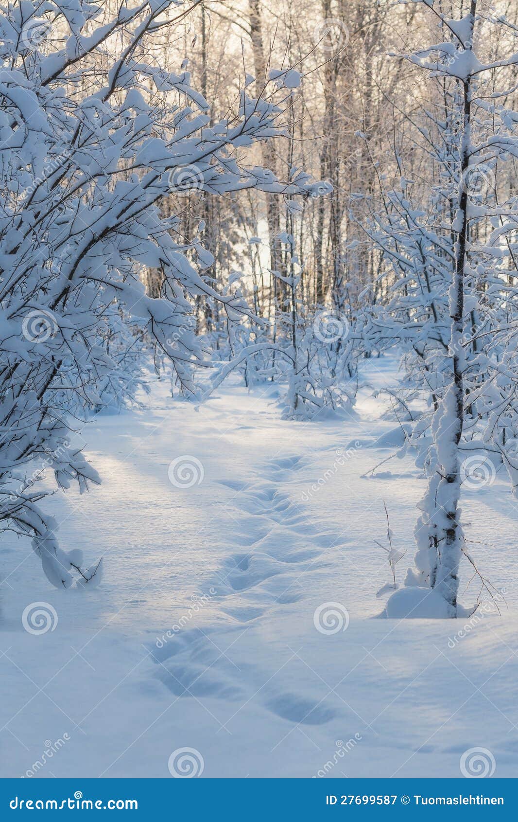 Footsteps in a Snowy Forest Stock Image - Image of scandinavia, natural ...