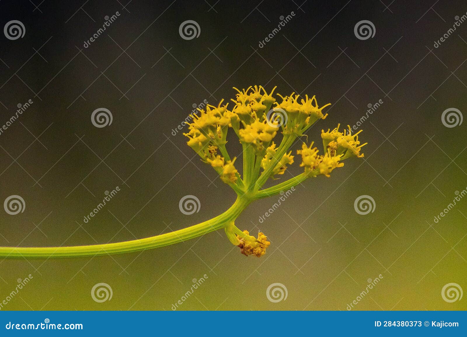 Footsteps of Spring: Plant Macro Photography Stock Image - Image of ...