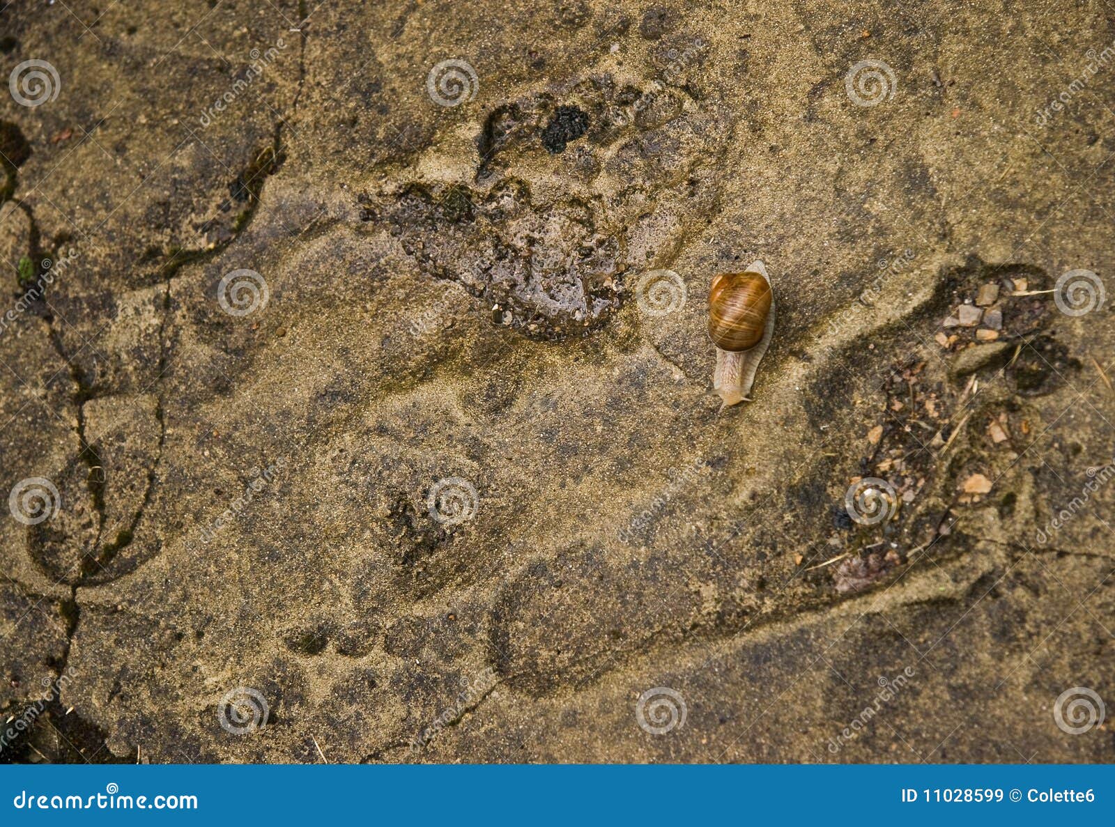 Footsteps in stone stock image. Image of stone, water - 11028599