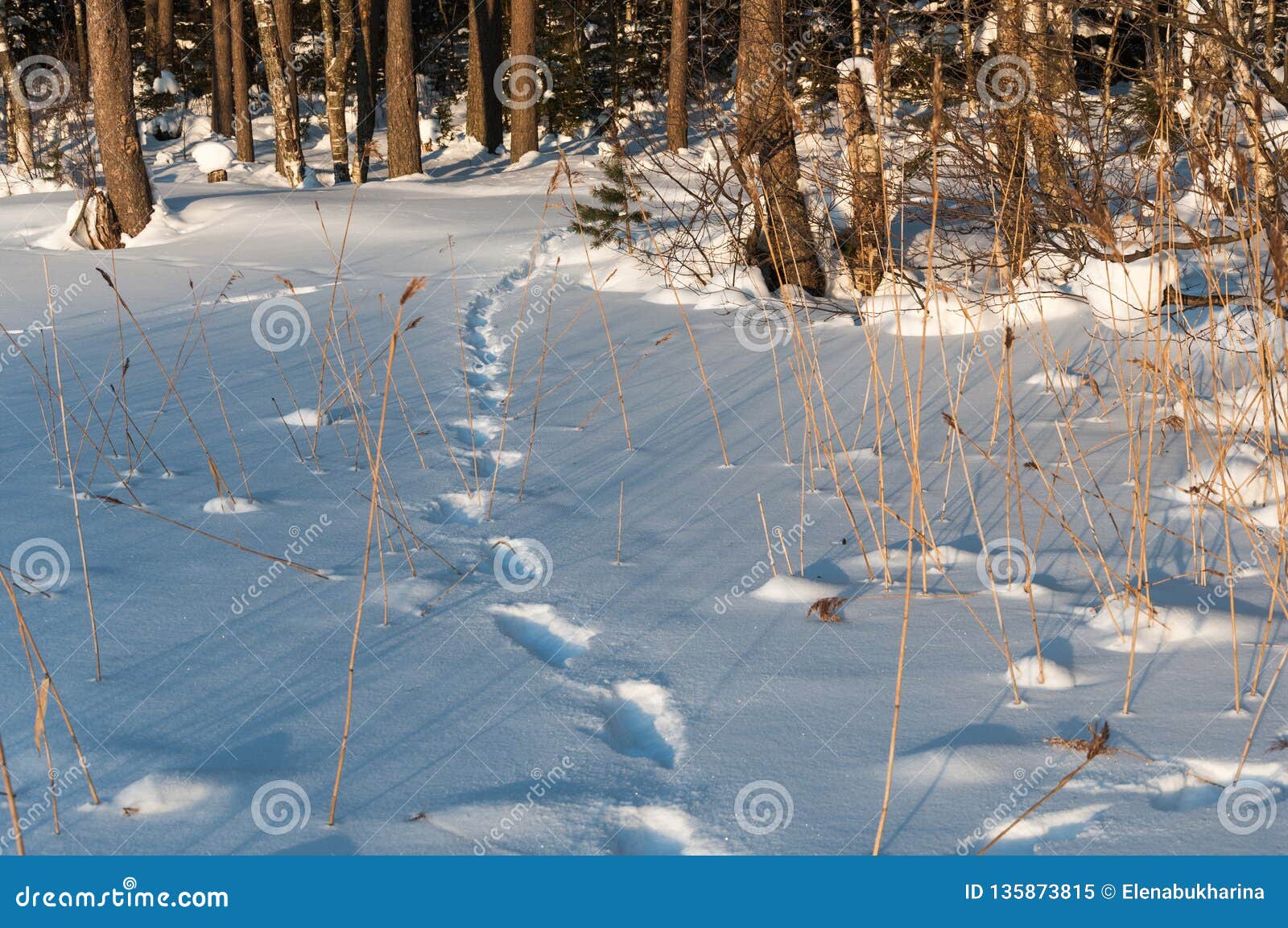 Footsteps Tracks on the Snow in the Forest Stock Image - Image of ...
