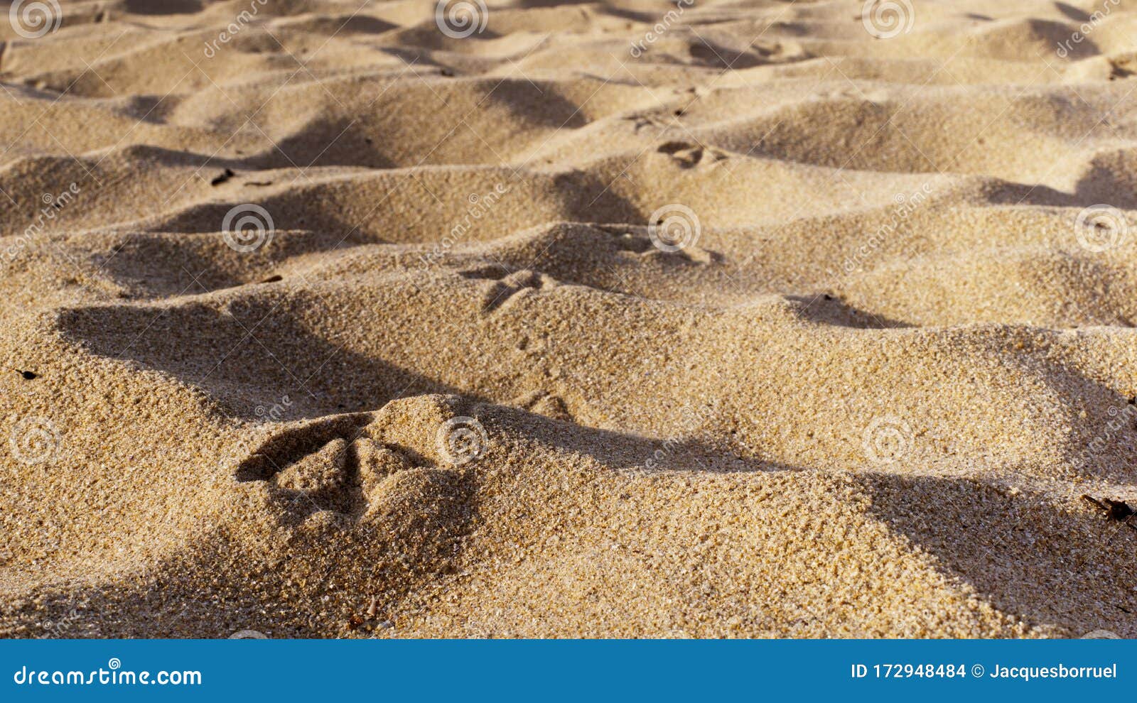 Bird Footprints on the Beach Sand Stock Photo - Image of sahara, sand ...