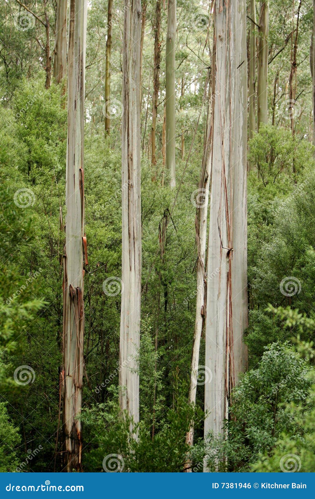 Forêt Australienne D'eucalyptus Photo stock - Image du centrale, marais ...