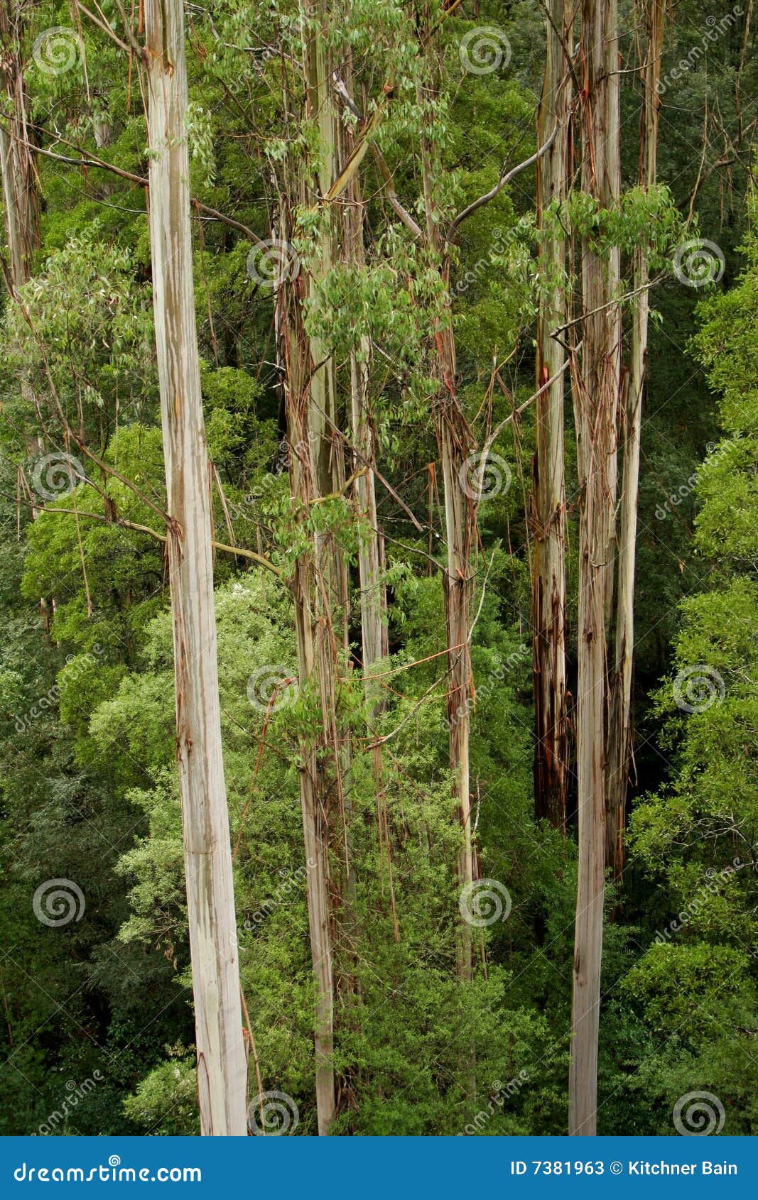 Forêt Australienne D'eucalyptus Image stock - Image du deciduous ...
