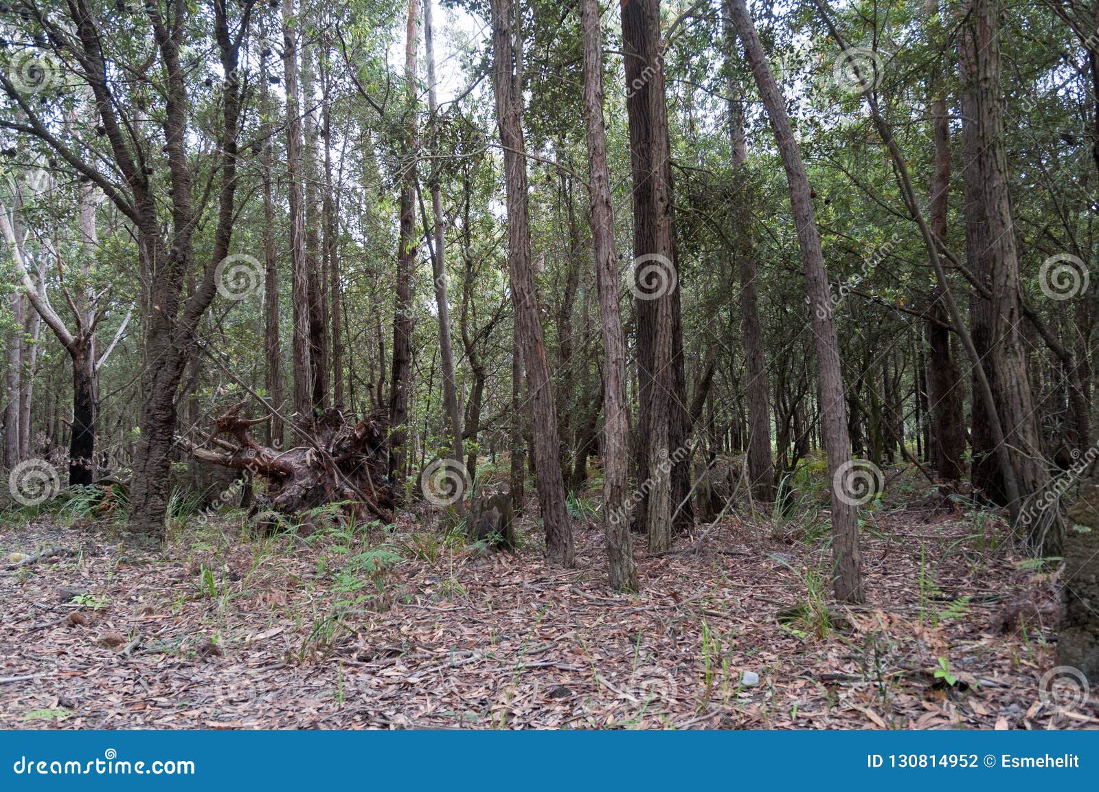 Forêt Australienne D'eucalyptus Avec Le Plancher De Forêt Couvert De ...