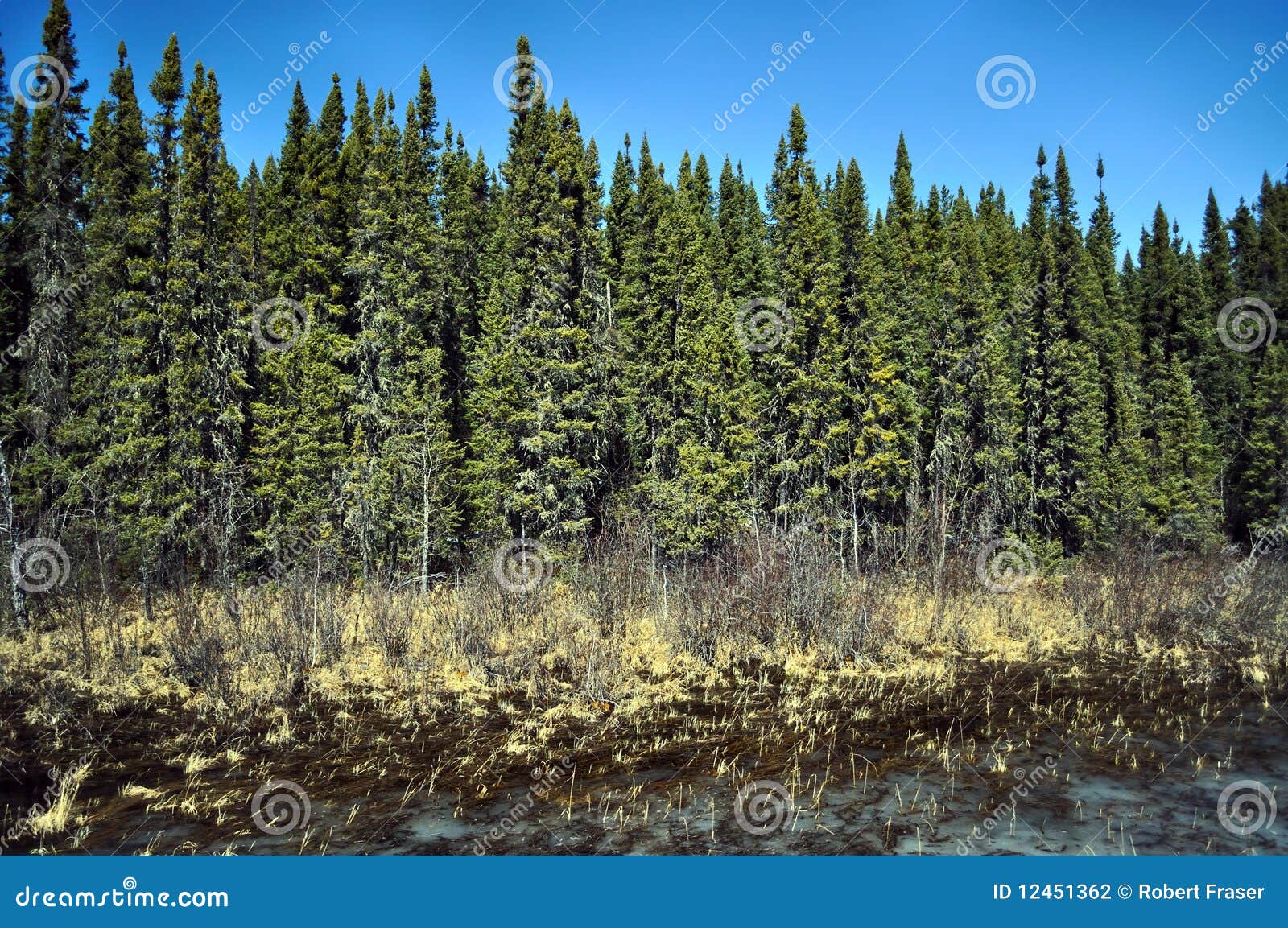 Forêt boréale dense photo stock. Image du taïga, lointain - 12451362