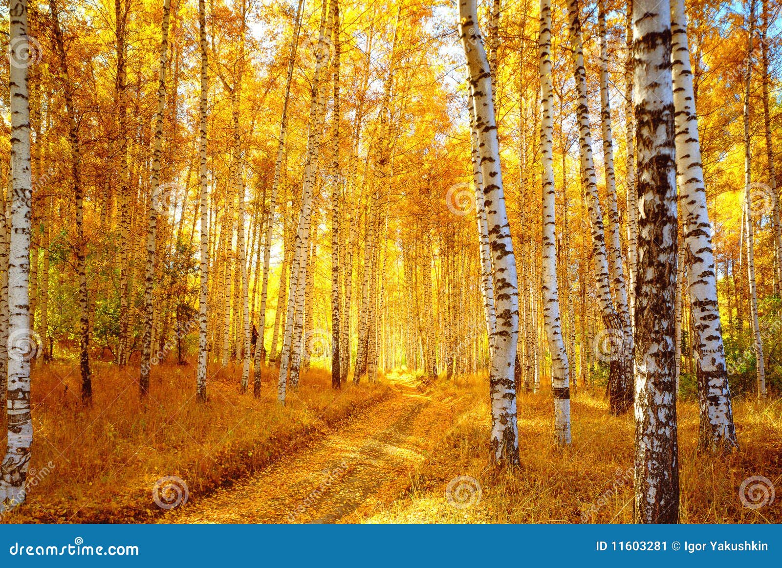 Forêt de bouleau d'automne image stock. Image du bouleaux - 11603281
