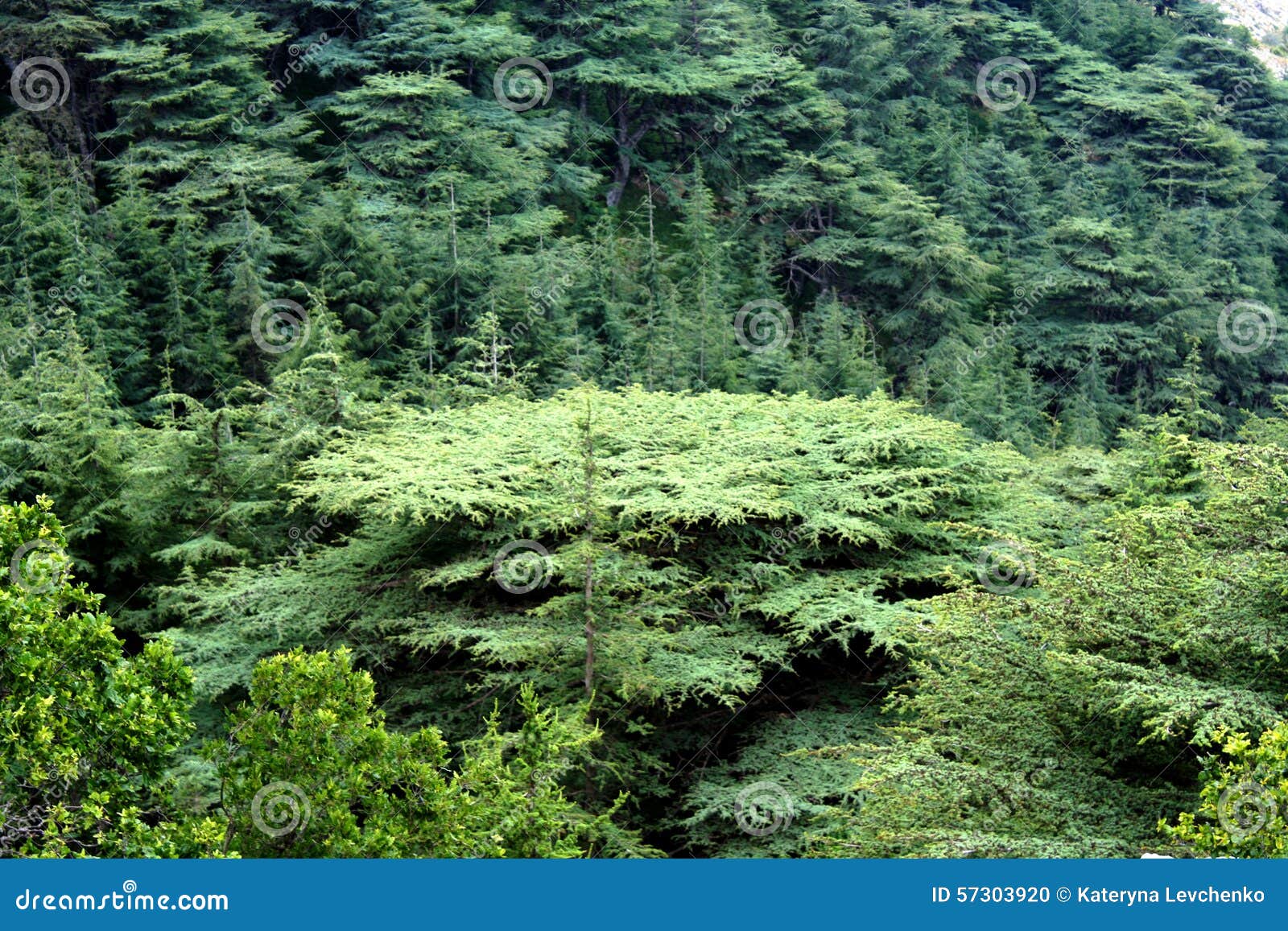 Forêt de cèdre au Liban photo stock. Image du forêt, moyen - 57303920