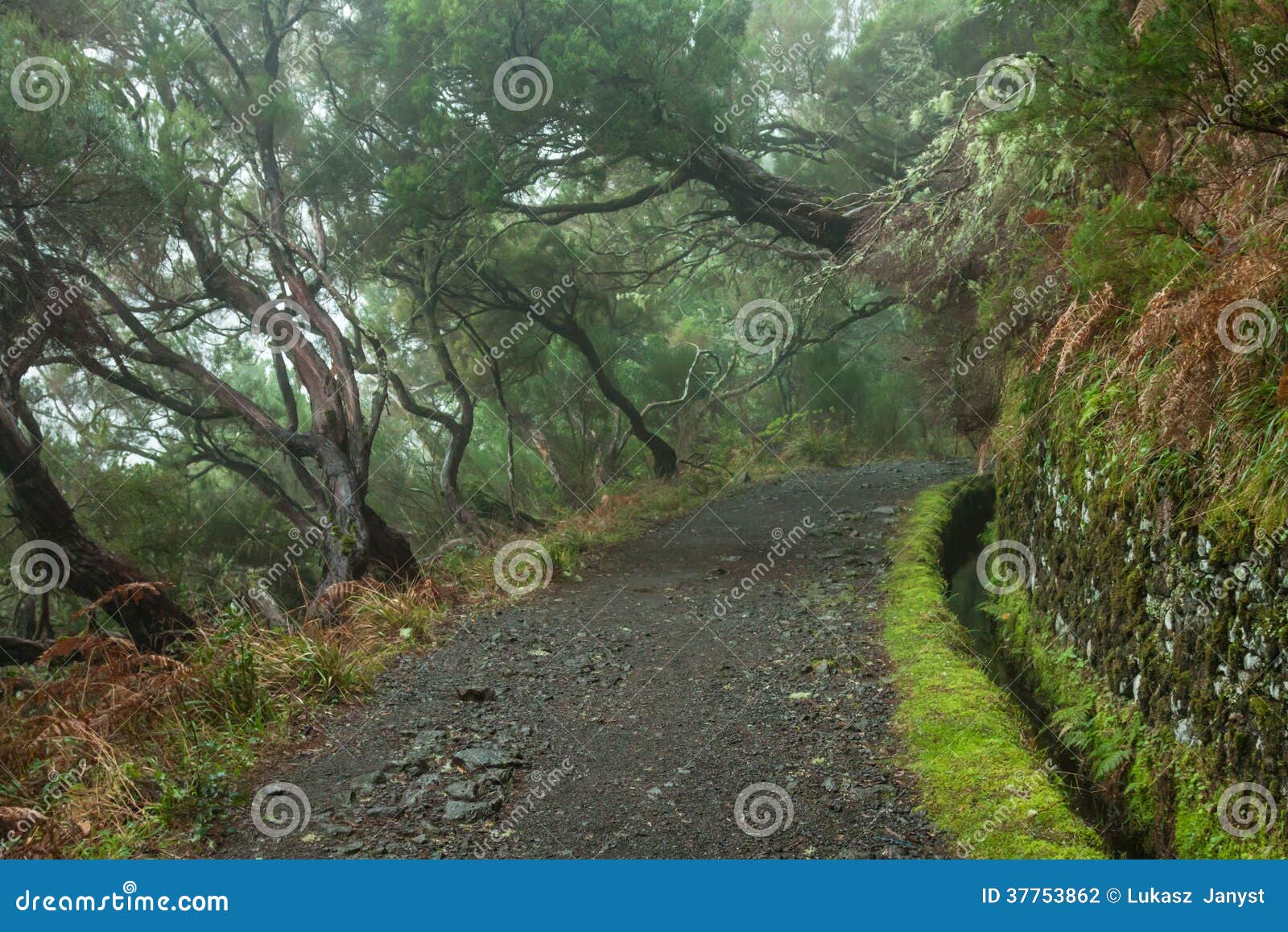 Forêt De Laurier Sur La Madère Photo stock - Image du normal, forêt ...